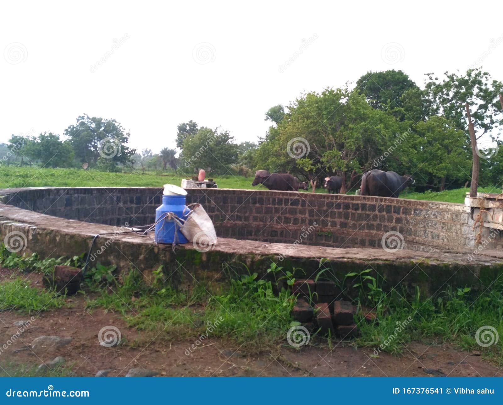 Water wall in India stock image. Image of water, animals - 167376541