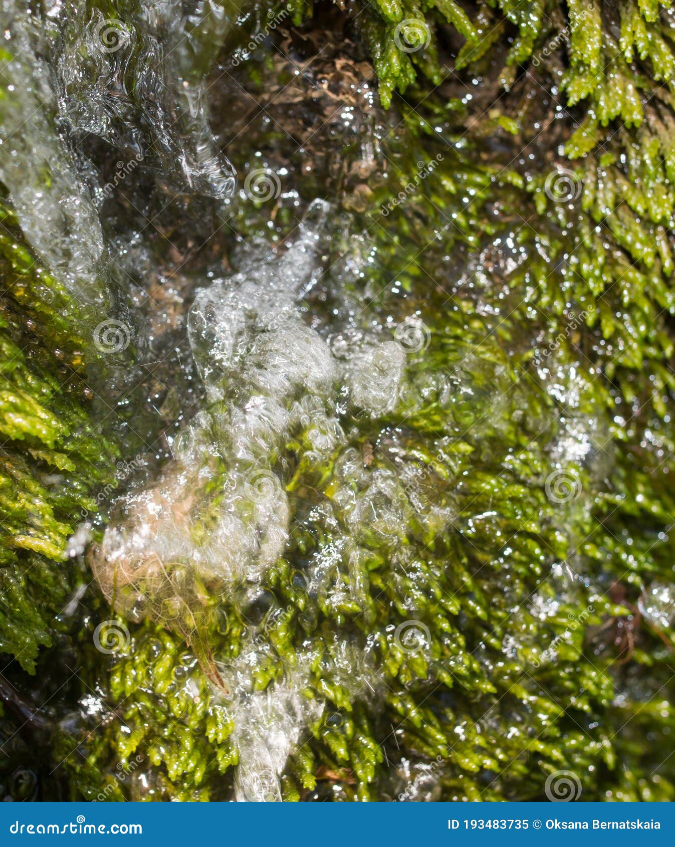 Water in a Waterfall with Algae Stock Image - Image of clean, cold ...