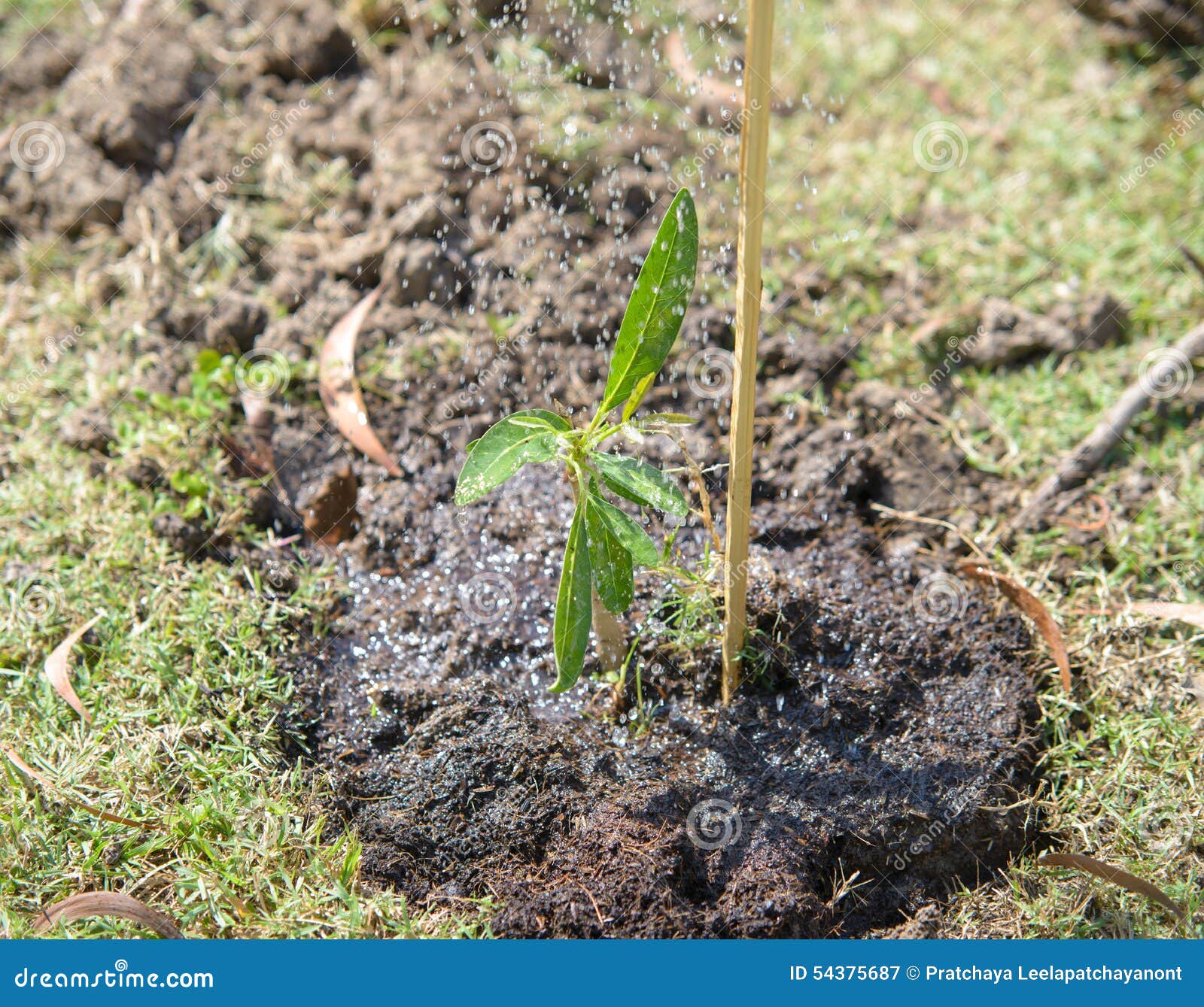 Water from Watering Can To Sapling Tree Stock Image - Image of ...