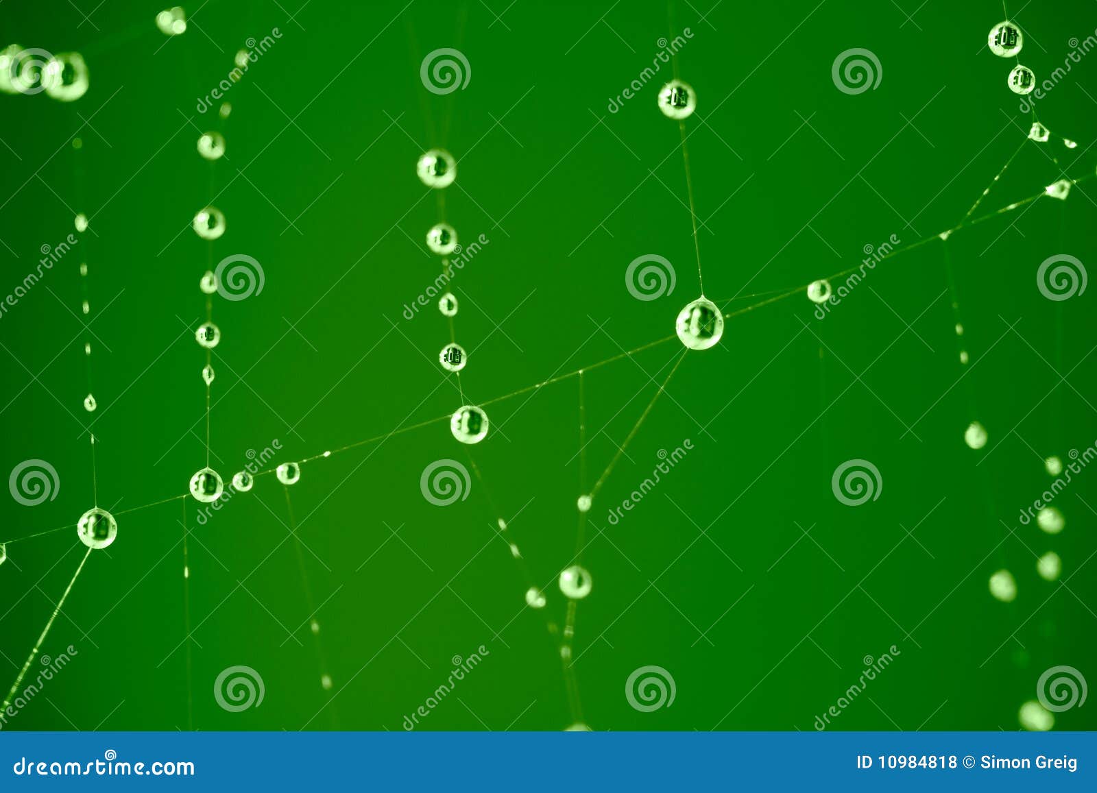 Water Web stock photo. Image of drop, natural, droplet - 10984818