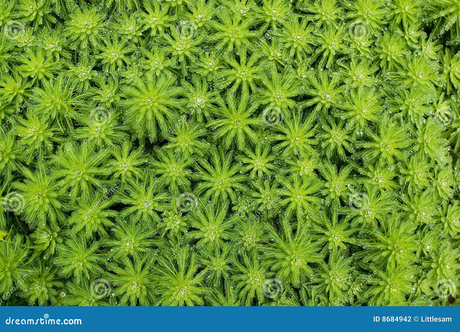 Water weed stock photo. Image of algae, outdoors, green - 8684942