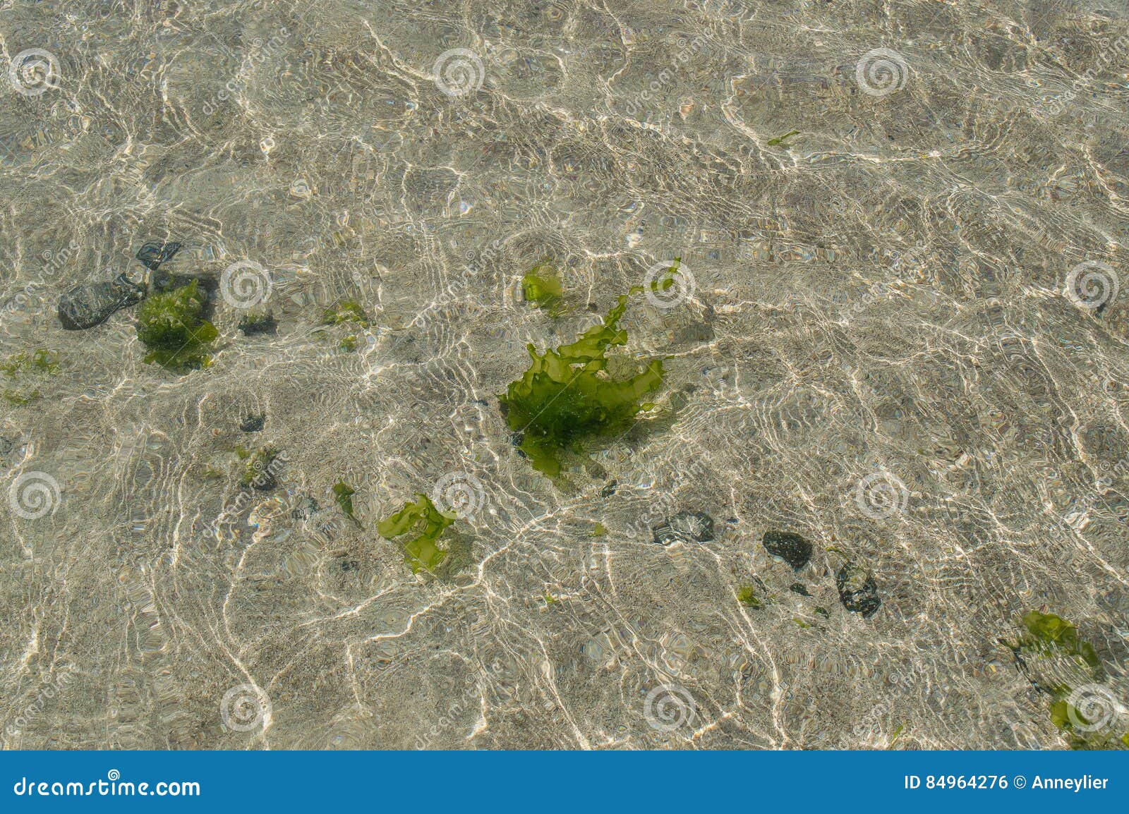 WATER WEED stock photo. Image of background, pebbles - 84964276
