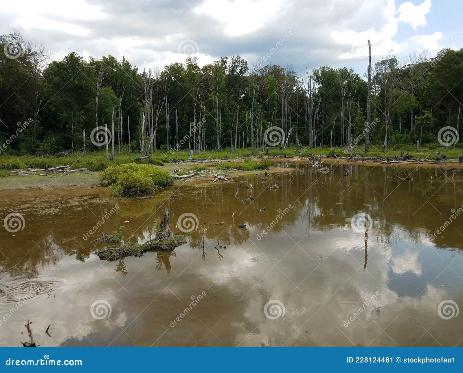 Water in Wetland or Marsh with Trees and Logs Stock Image - Image of ...