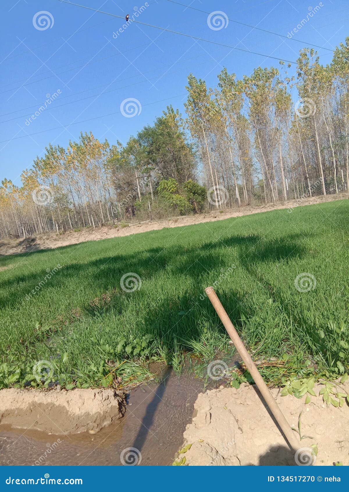Water stock photo. Image of wheat, water, tree, soil - 134517270