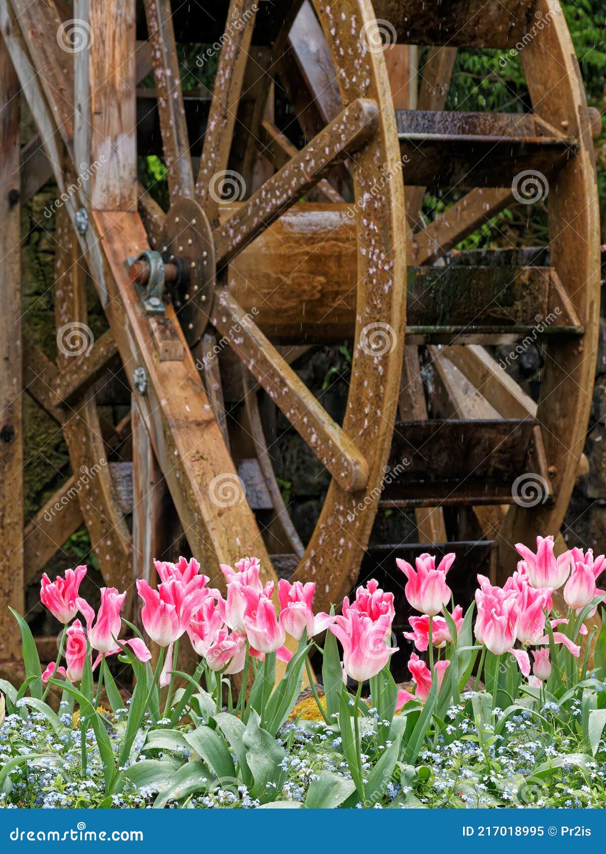 Water Wheel with Pink Tulips in Front Stock Image - Image of field ...