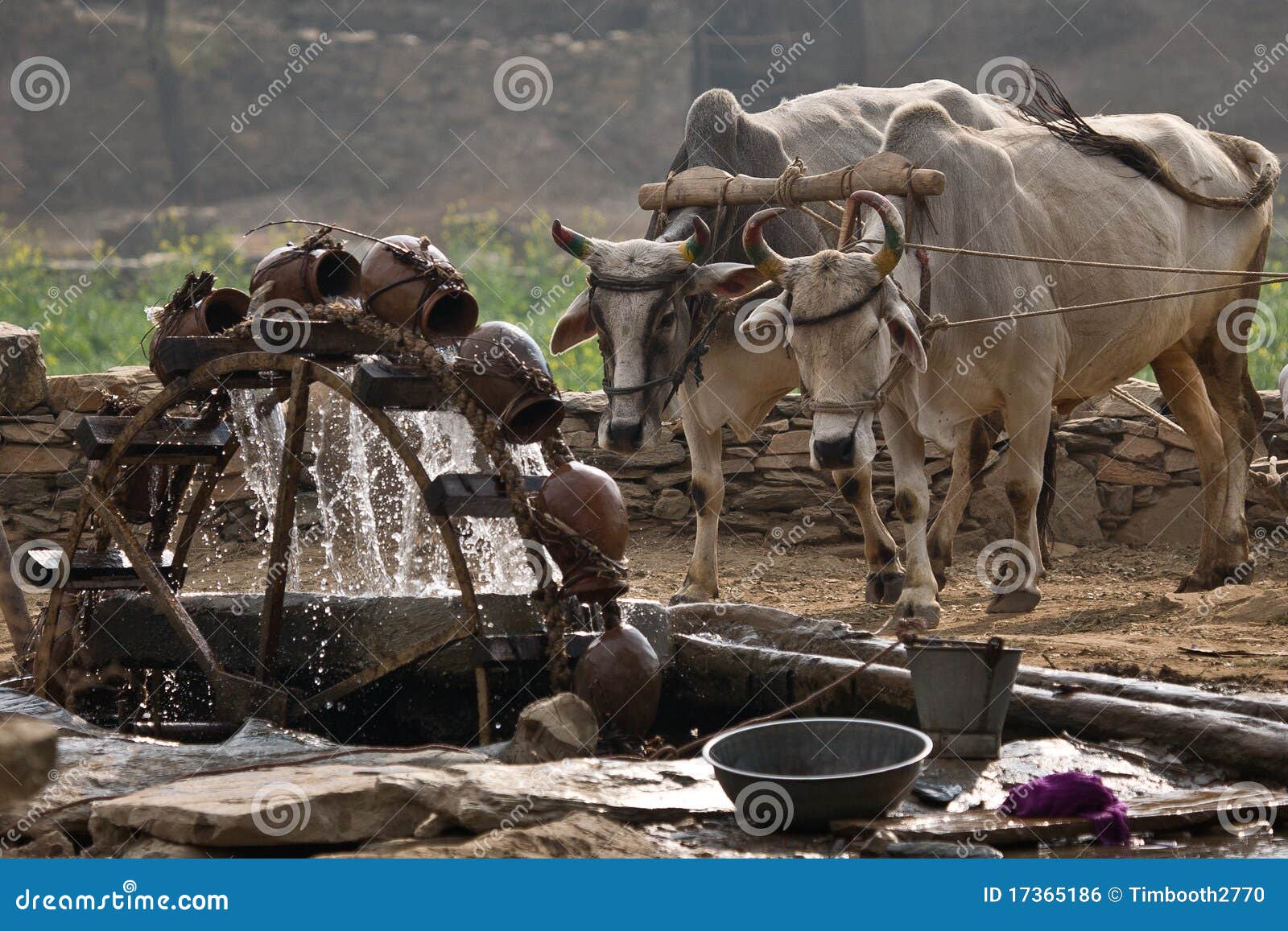 Water Wheel Powered by Cattle Stock Photo - Image of farming, garh ...