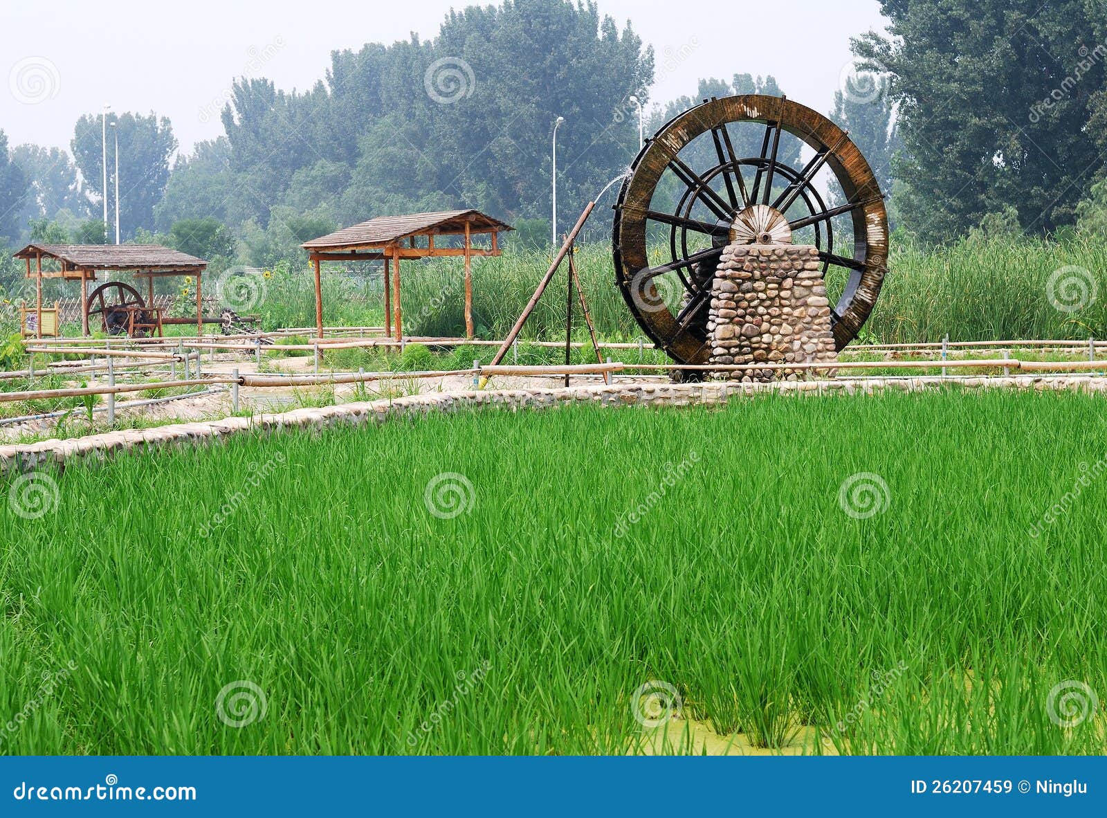 Water wheel and rice stock image. Image of farm, paddy - 26207459