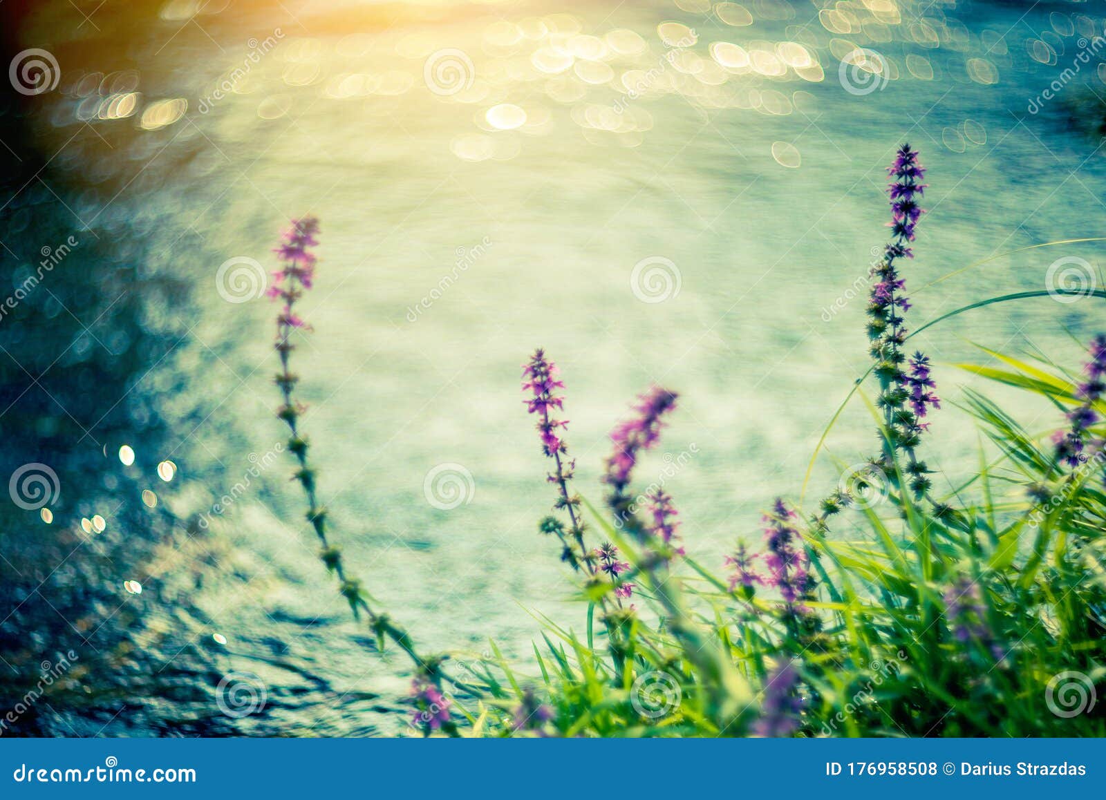 Water and wild plants stock photo. Image of points, manual - 176958508