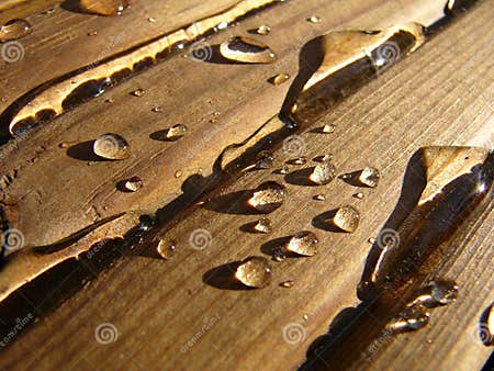Water on Wood stock image. Image of deck, water, wood, sunlight - 158811