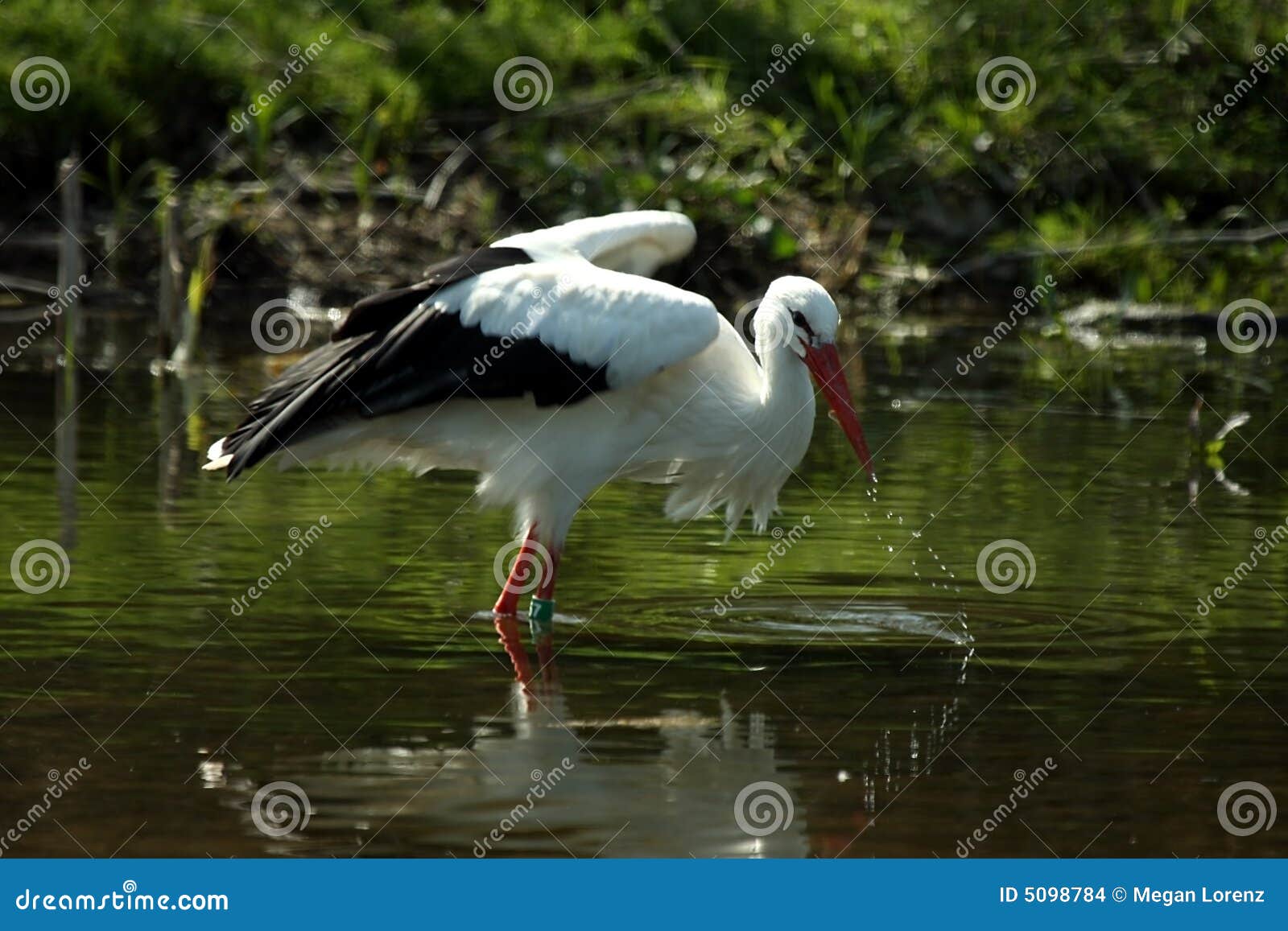 The Waterbird stock photo. Image of nature, european, thirsty - 5098784