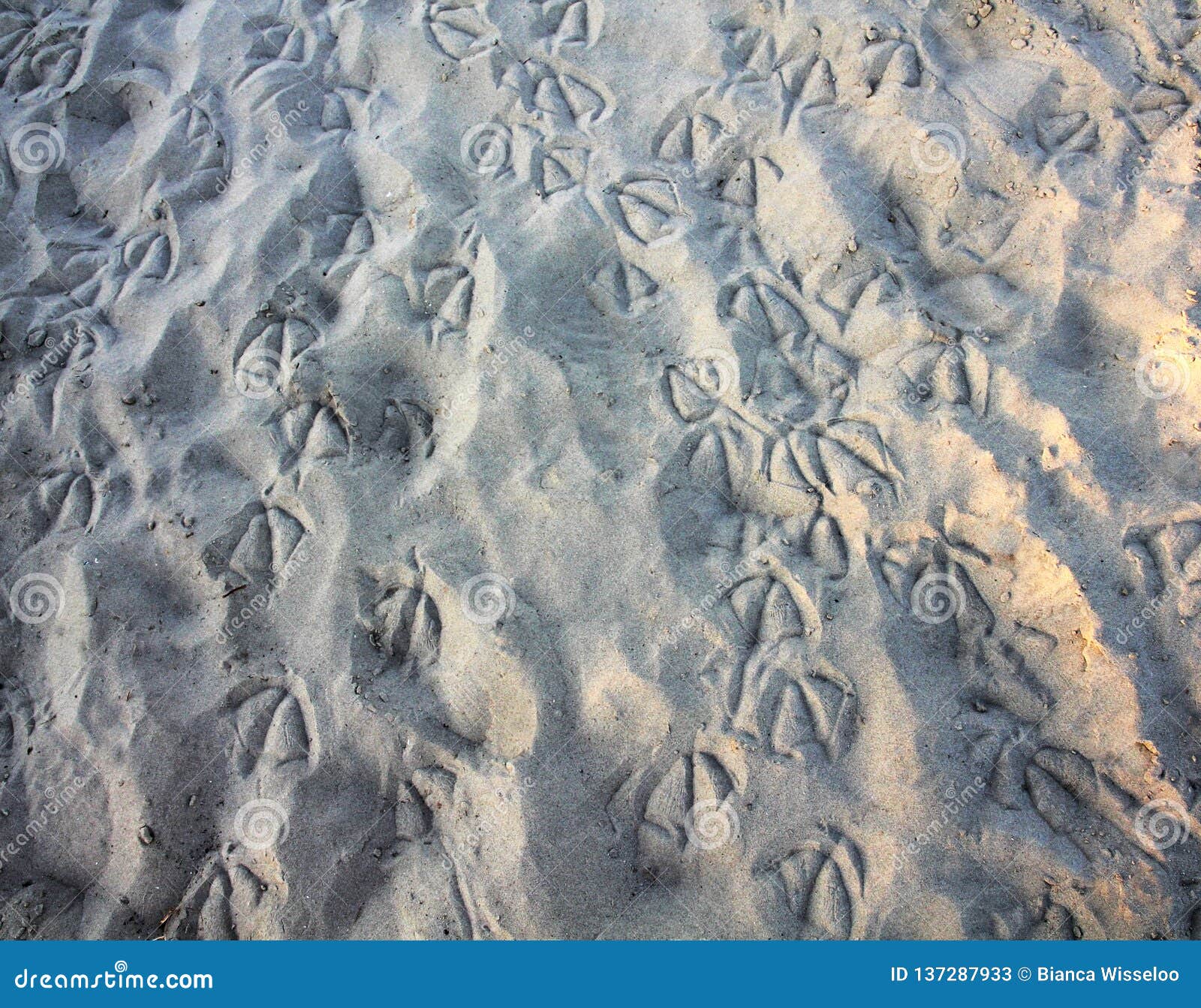 Waterbird Tracks on the Beach Stock Image - Image of sandy, vacation ...
