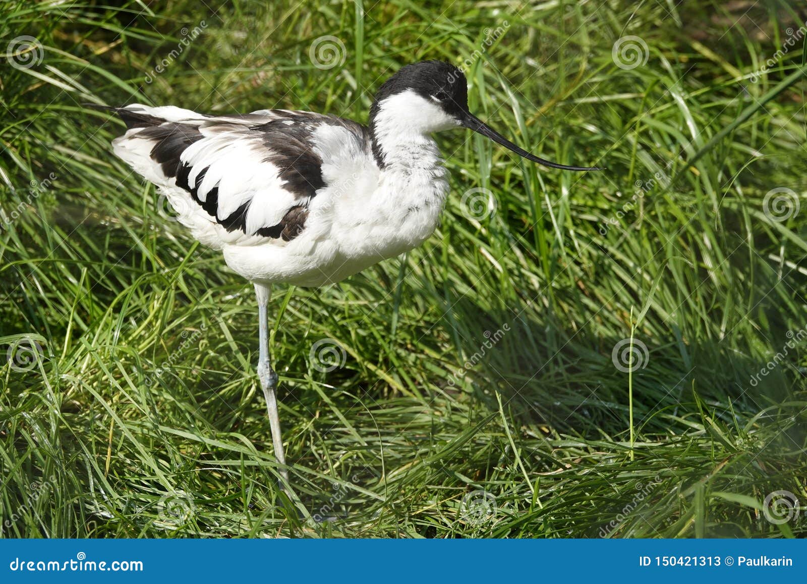 Waterbird Stock Images - Download 29,600 Royalty Free Photos