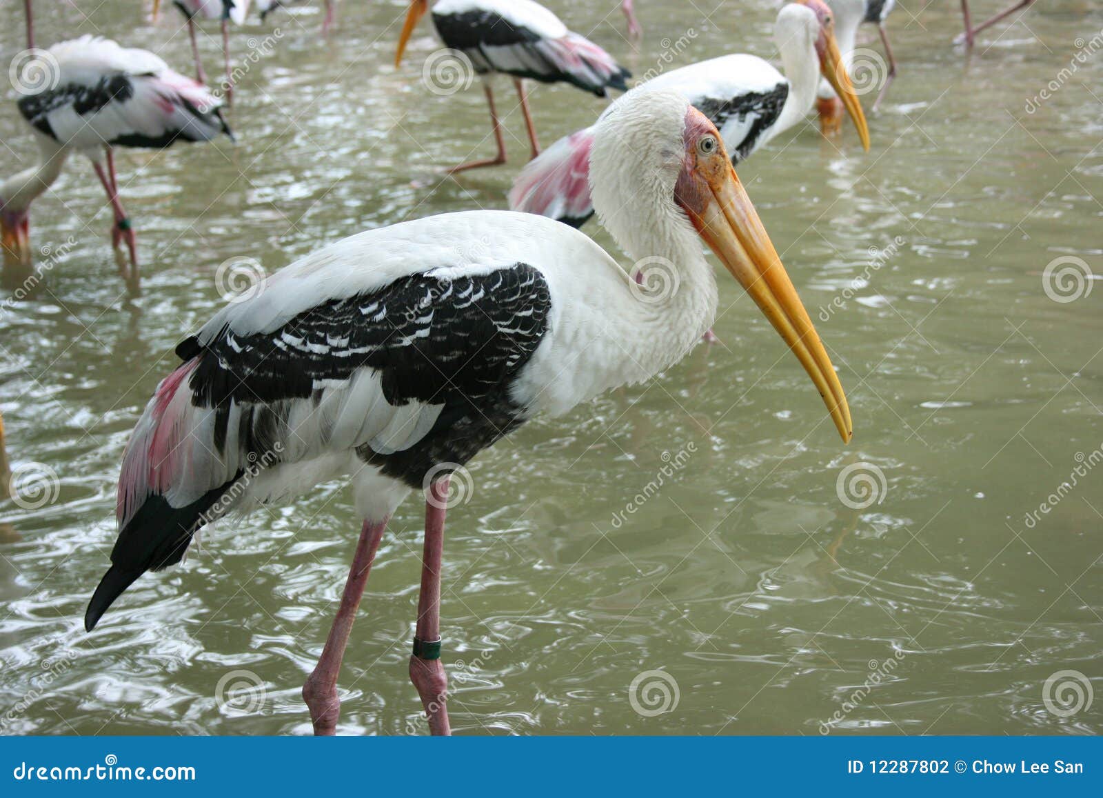 Waterbirds stock photo. Image of long, nature, park, catching - 12287802