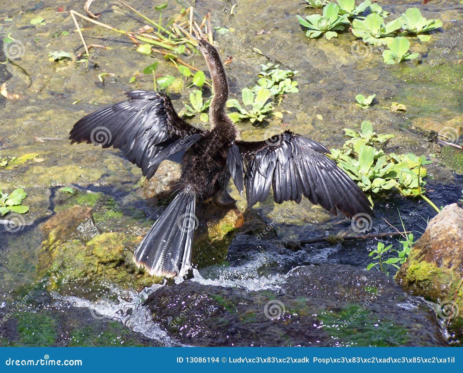 Waterbirds stock photo. Image of bird, fauna, animal - 13086194