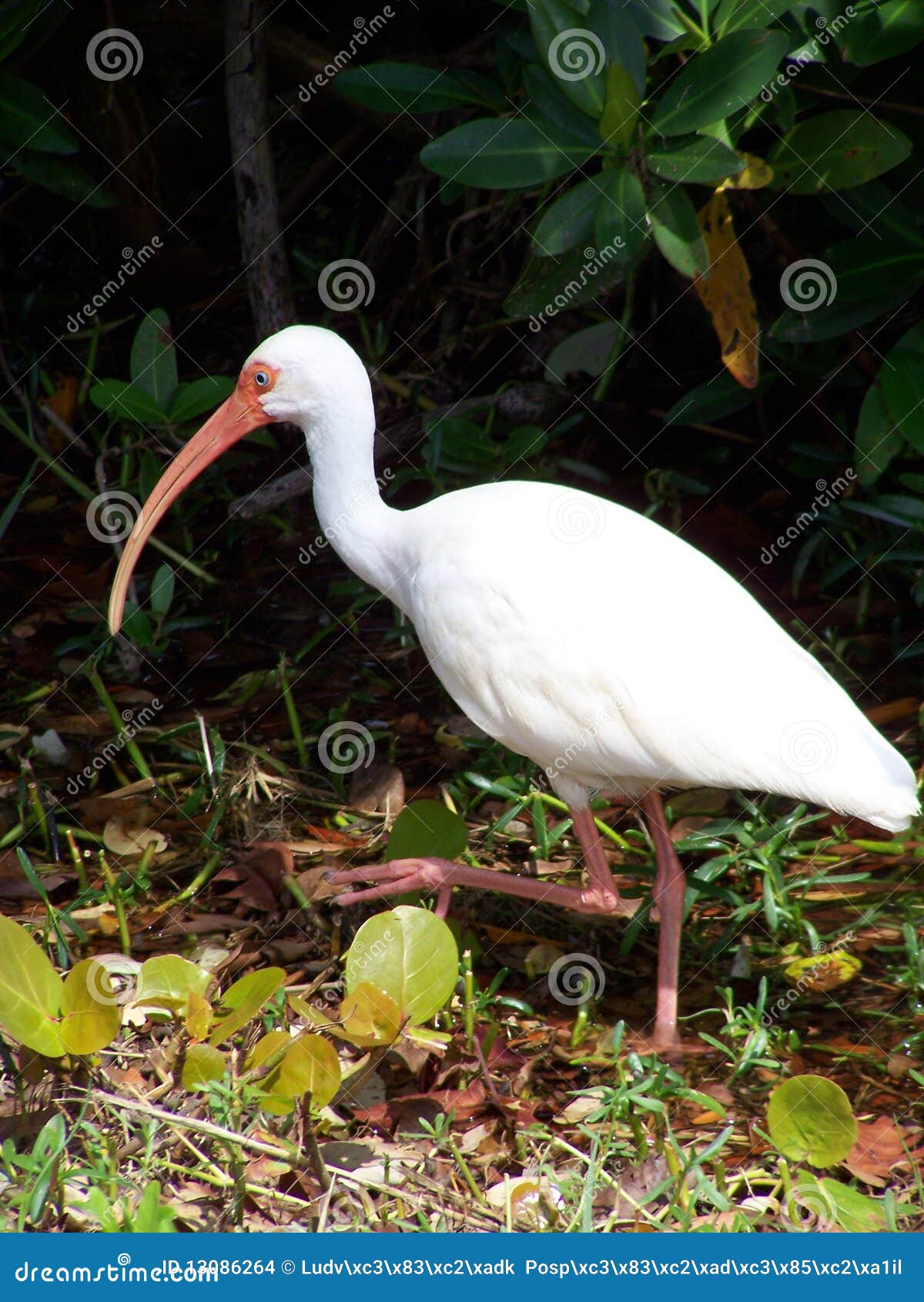 Waterbirds stock photo. Image of nature, white, fauna - 13086264