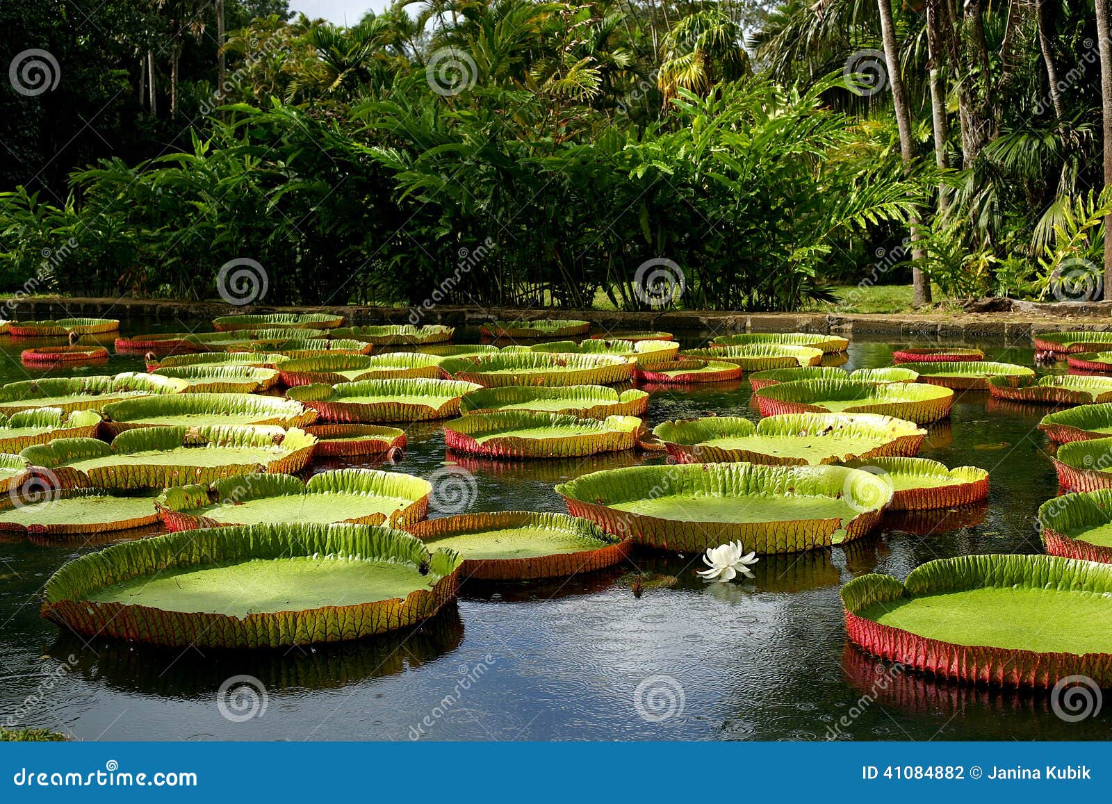 Waterbloemen stock foto. Image of macro, klimaat, lelie - 41084882