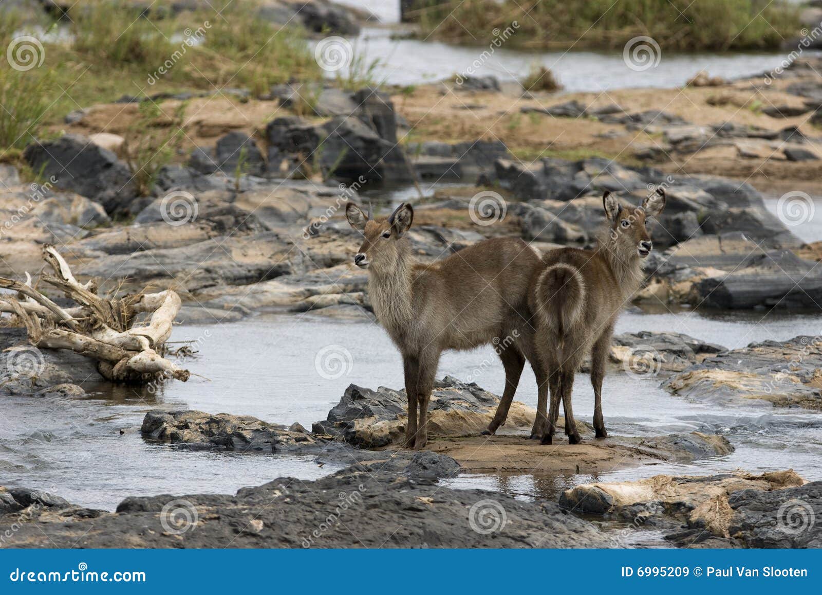 Waterbok in olifantsriver stock image. Image of lope, south - 6995209