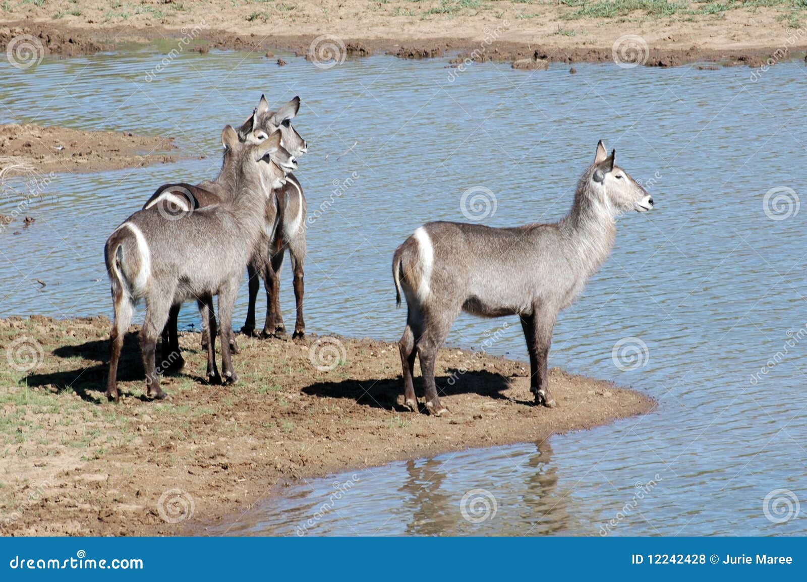 Waterbuck stock photo. Image of fauna, nature, wild, waterbuck - 12242428