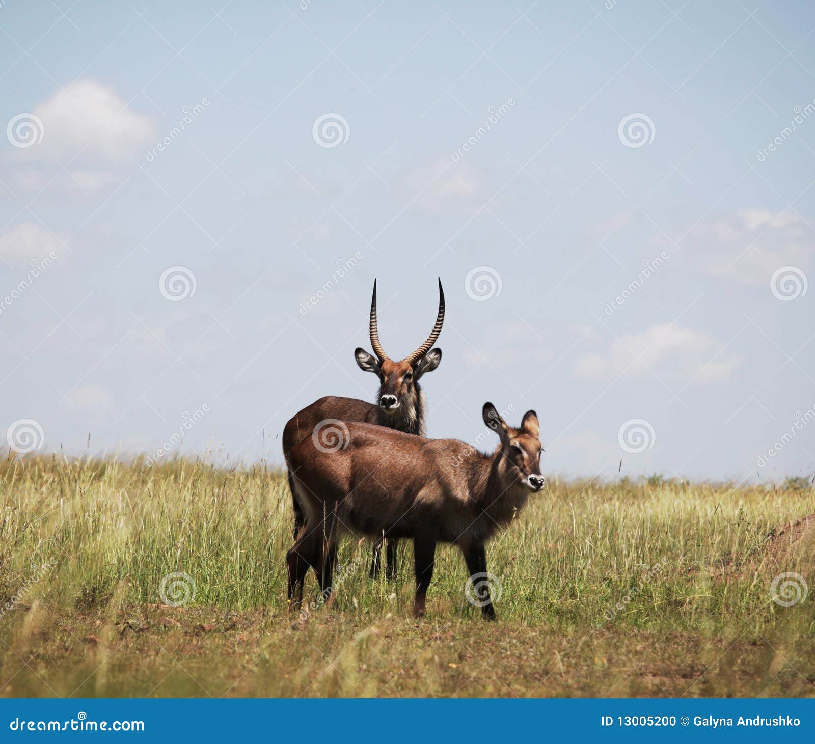 Waterbuck stock photo. Image of national, travel, melampus - 13005200