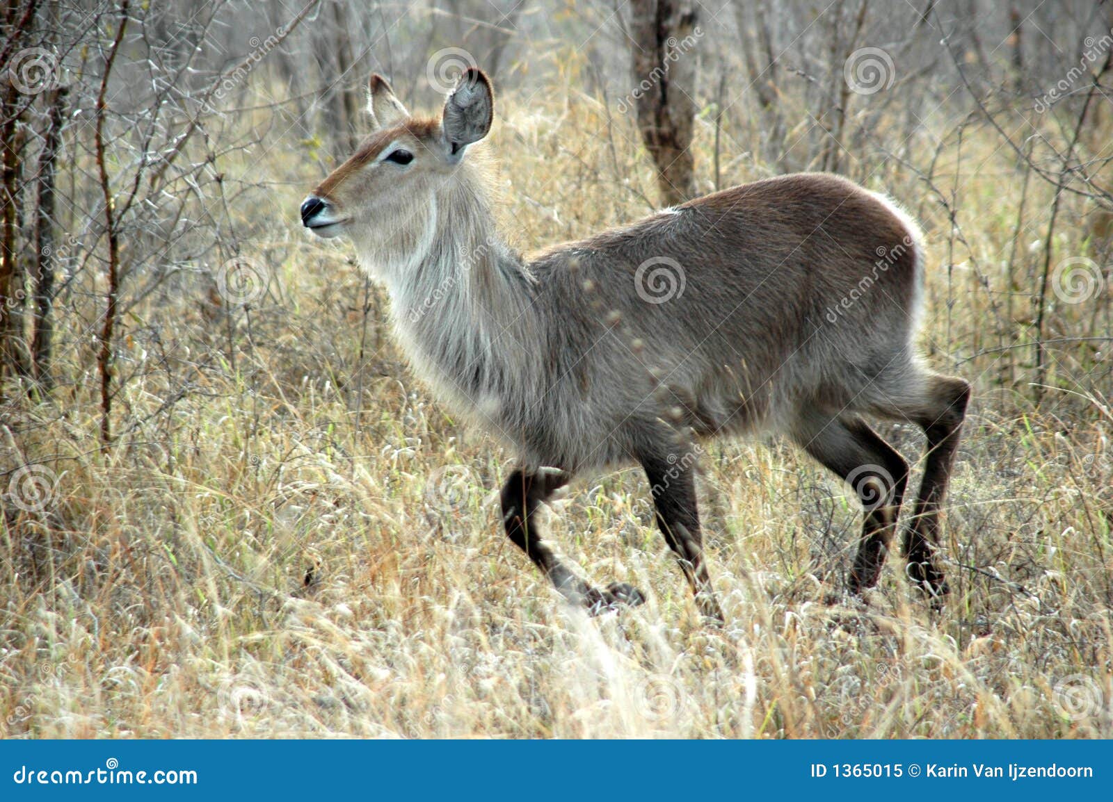 Waterbuck stock image. Image of mammal, southafrica, mammals - 1365015