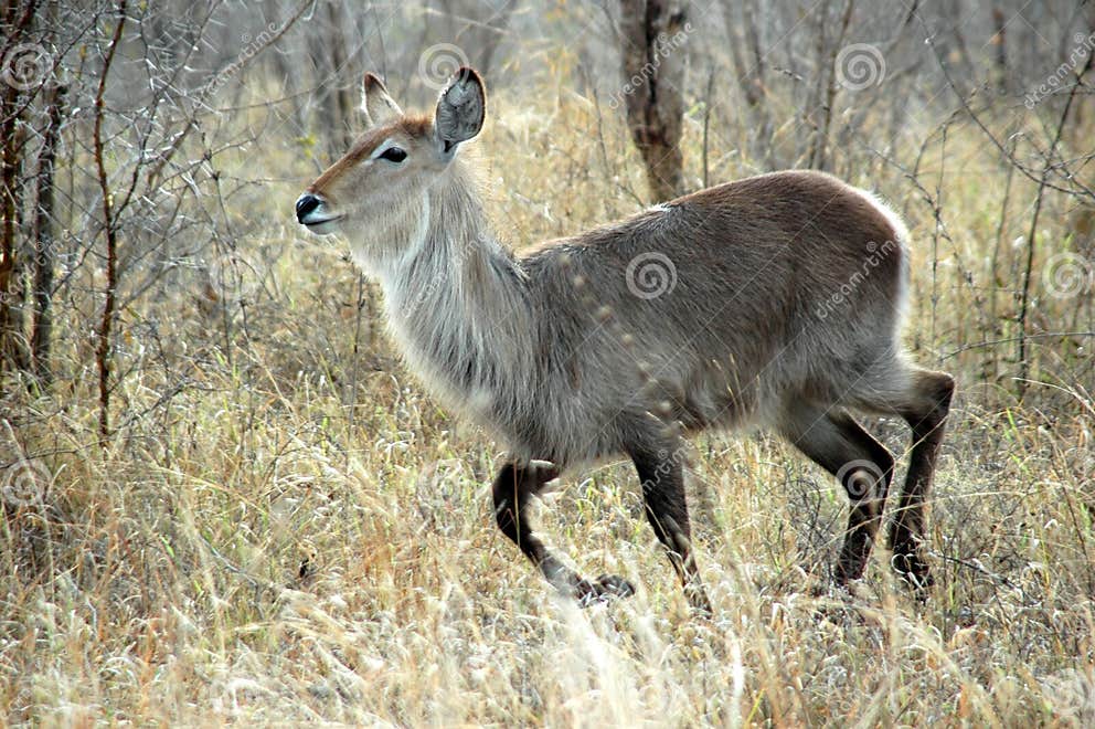 Waterbuck stock image. Image of mammal, southafrica, mammals - 1365015