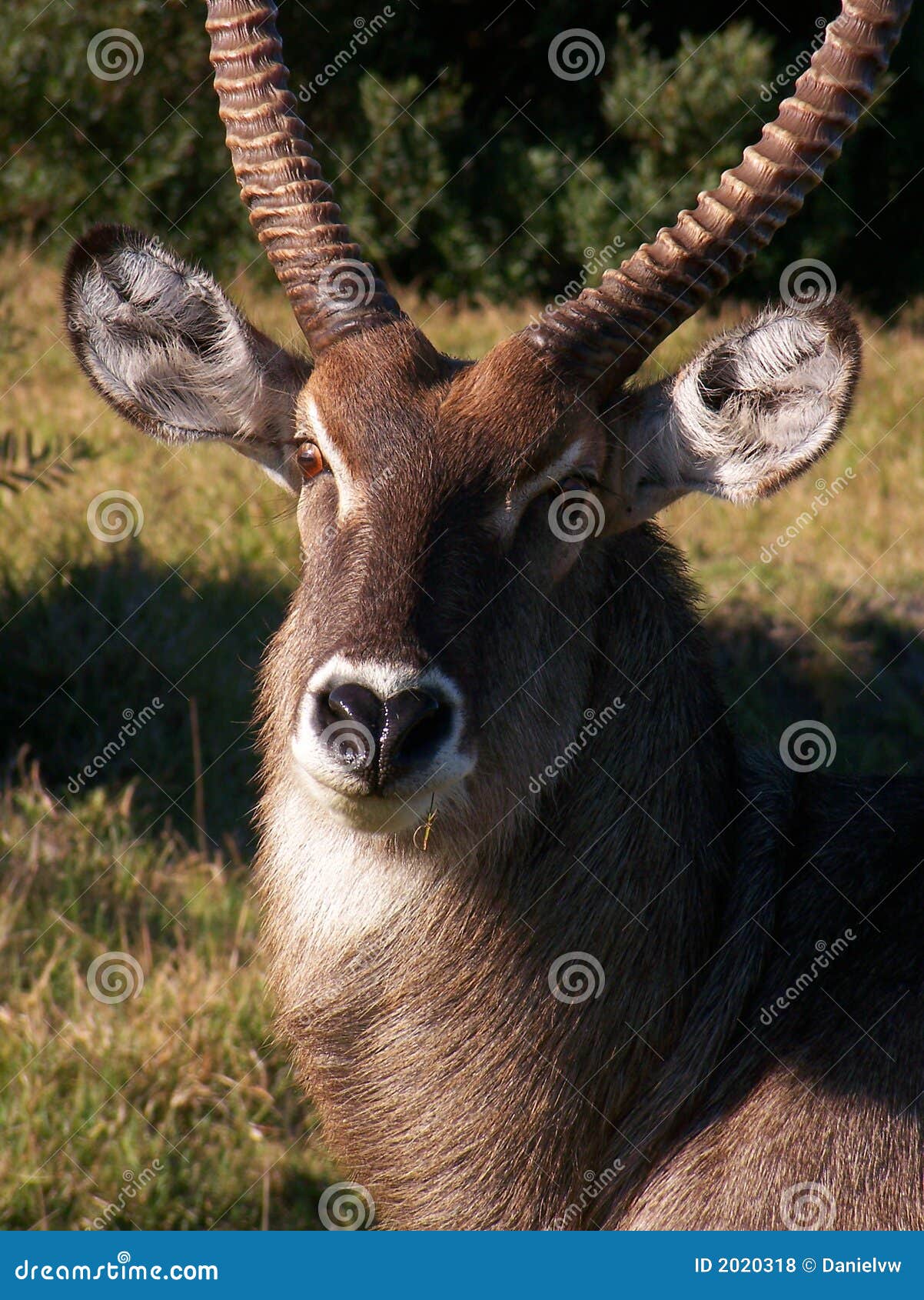 WaterBuck Royalty Free Stock Photos - Image: 2020318