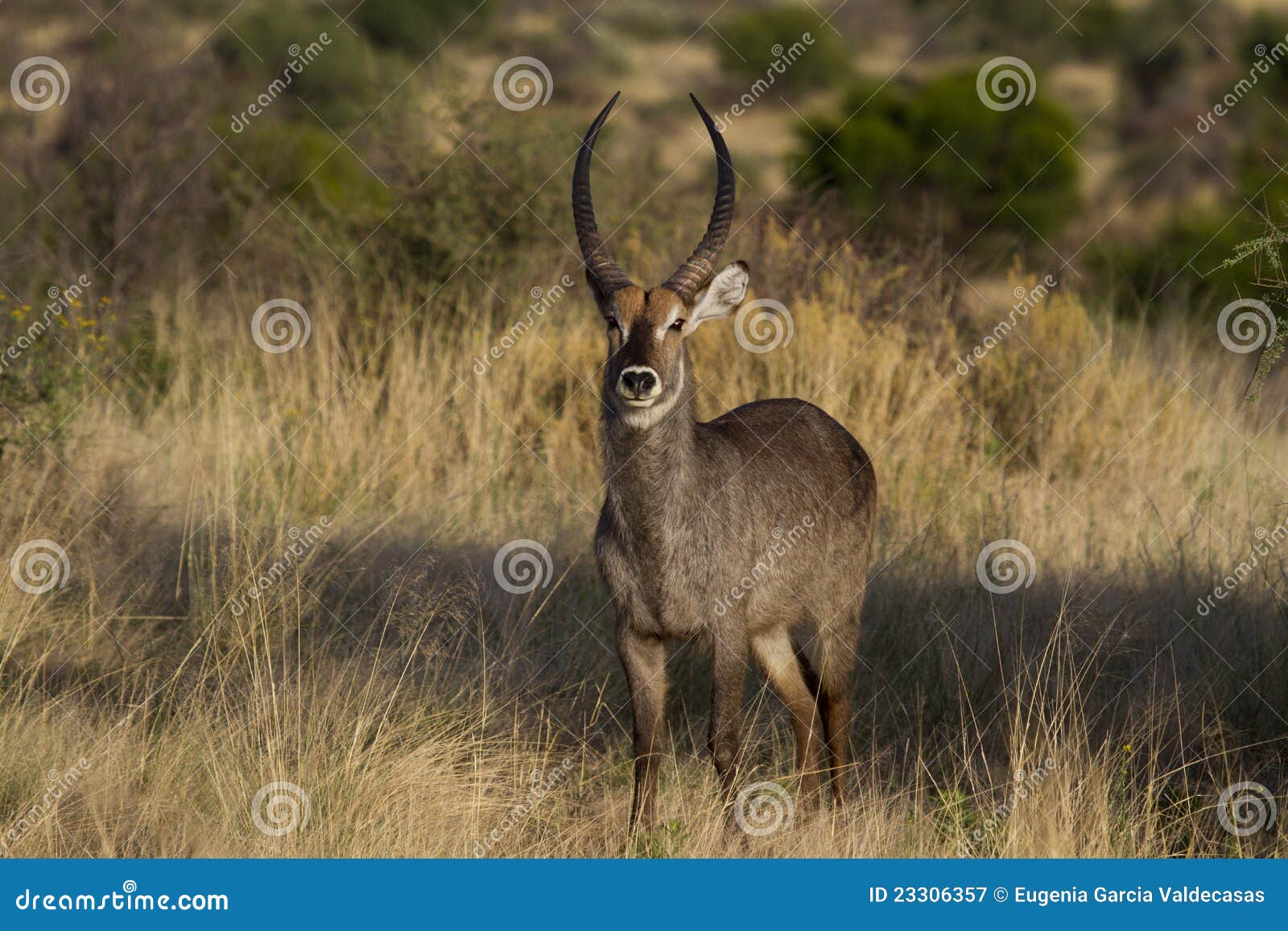 Waterbuck stock image. Image of mammal, namibia, animal - 23306357