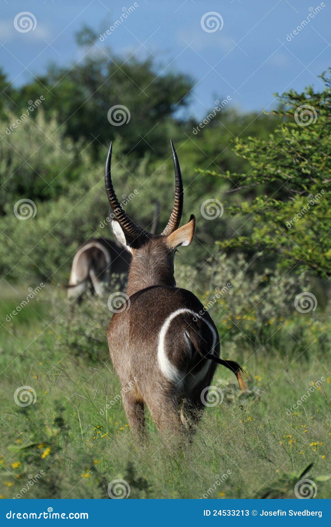 Waterbuck stock image. Image of travel, khama, antelope - 24533213