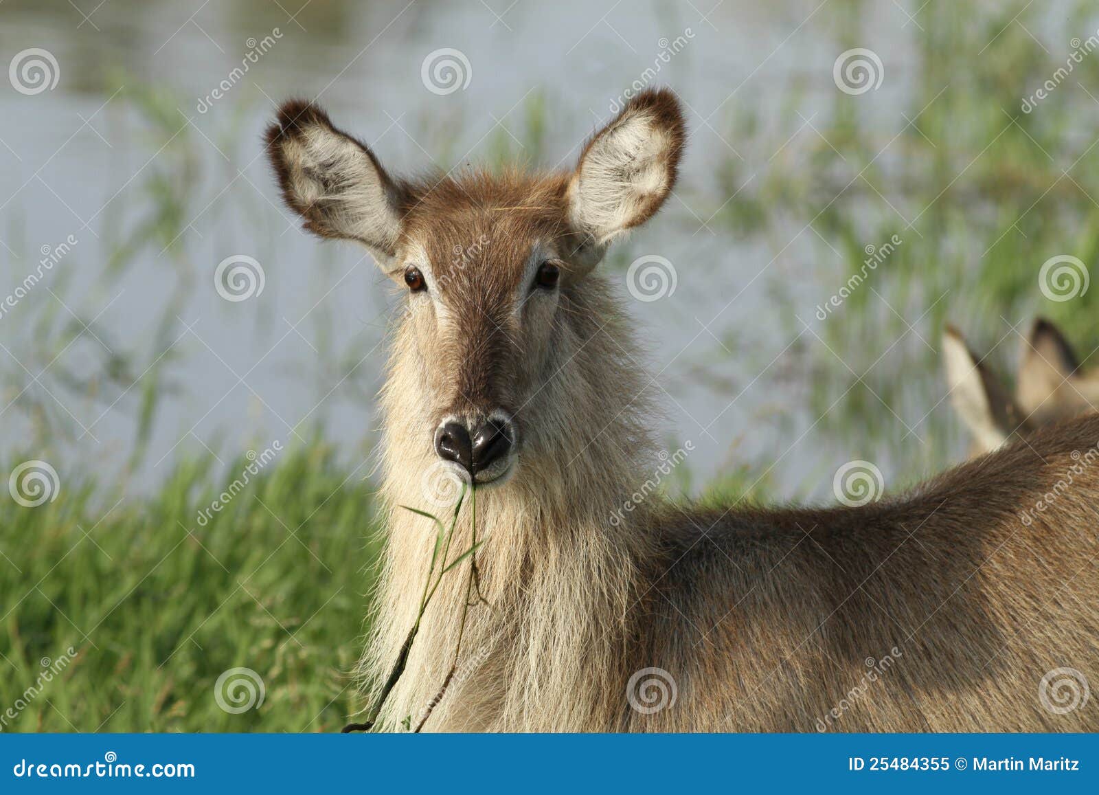 Waterbuck stock image. Image of color, adult, beauty - 25484355