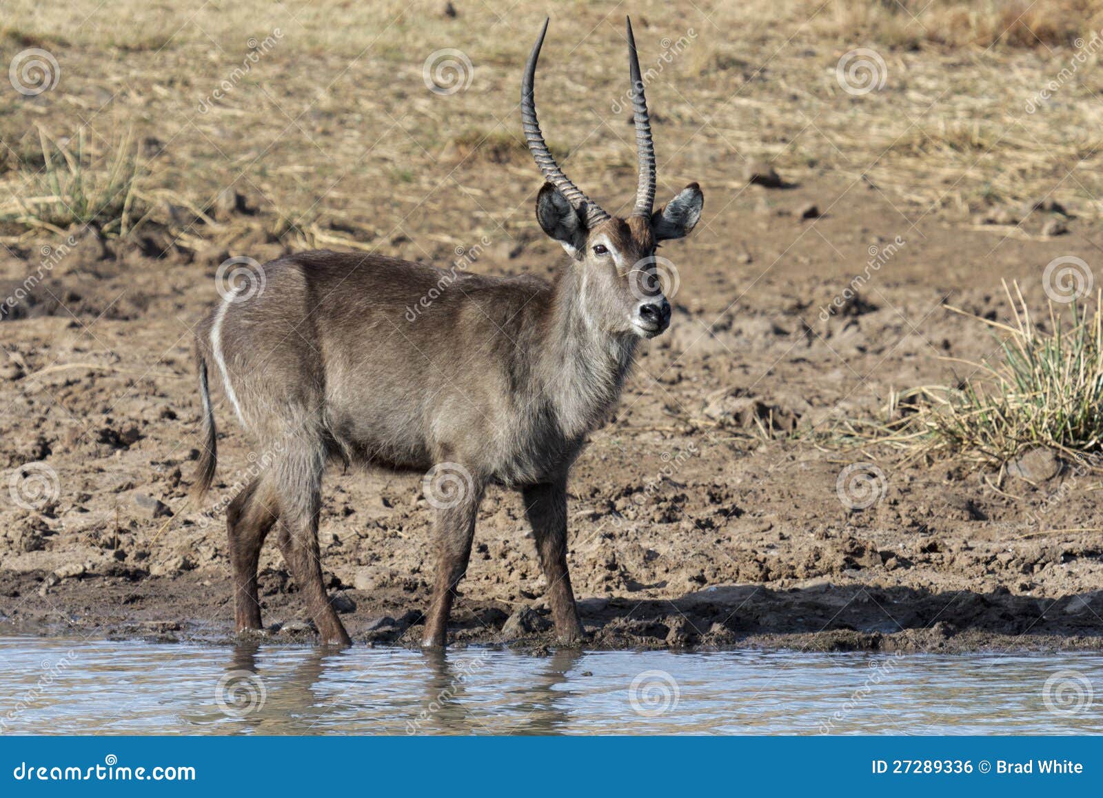 Waterbuck stock photo. Image of reserve, africa, wildlife - 27289336
