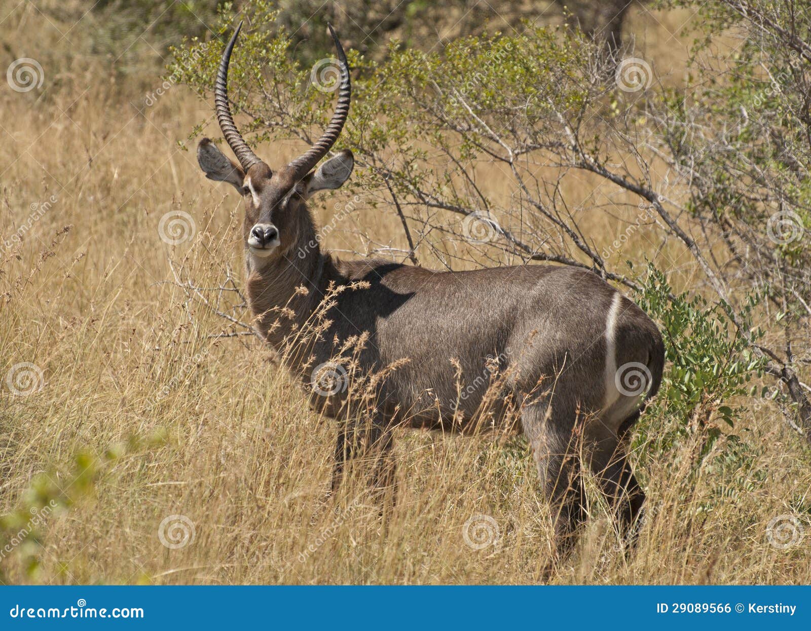 Waterbuck stock photo. Image of herbivorous, south, waterbuck - 29089566