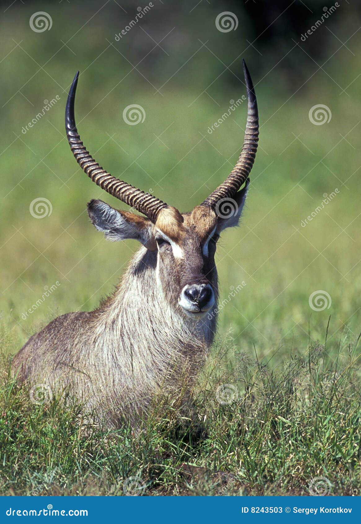 Waterbuck stock image. Image of delta, south, culture - 8243503
