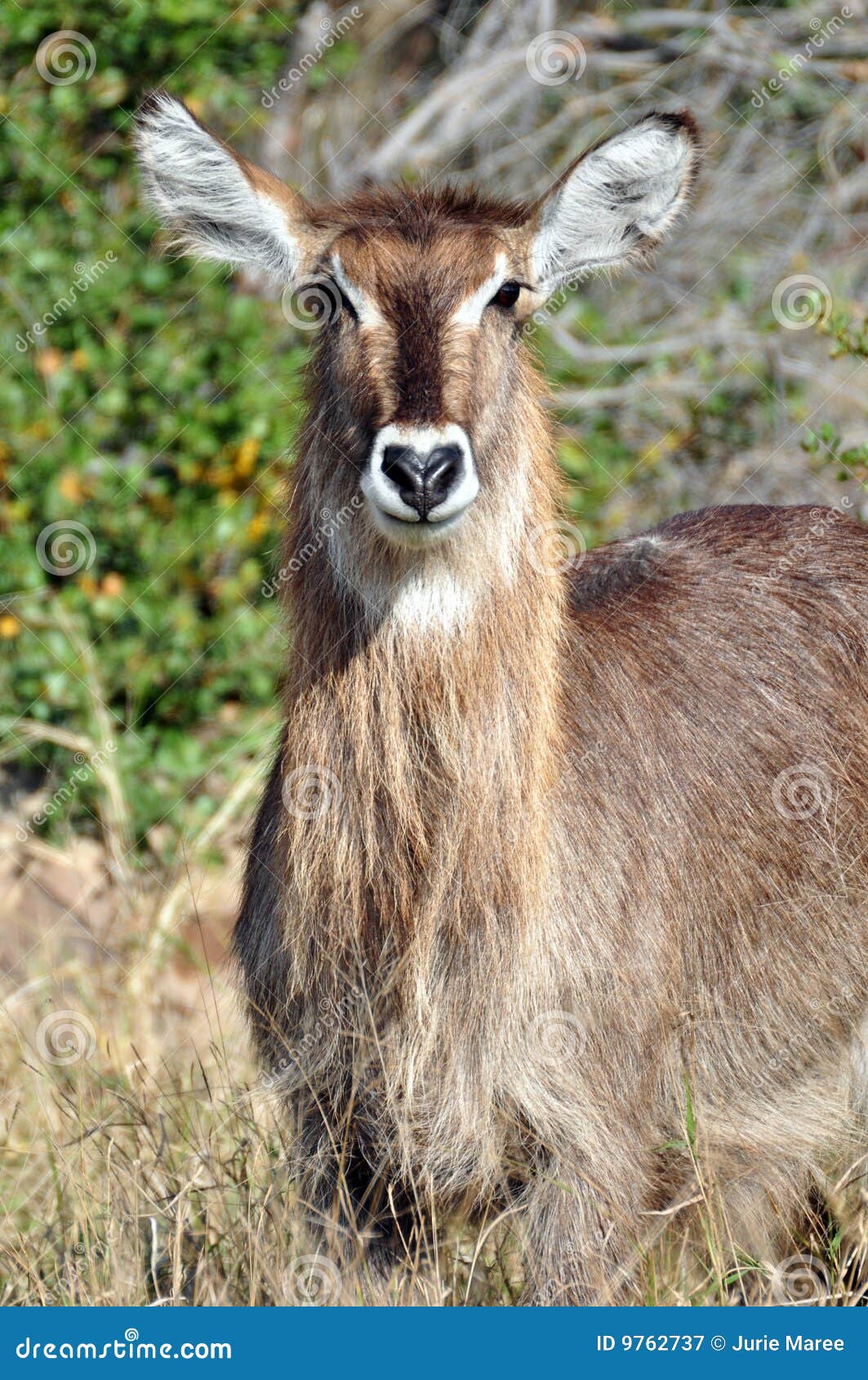 Waterbuck stock image. Image of animal, nature, buck, antelope - 9762737