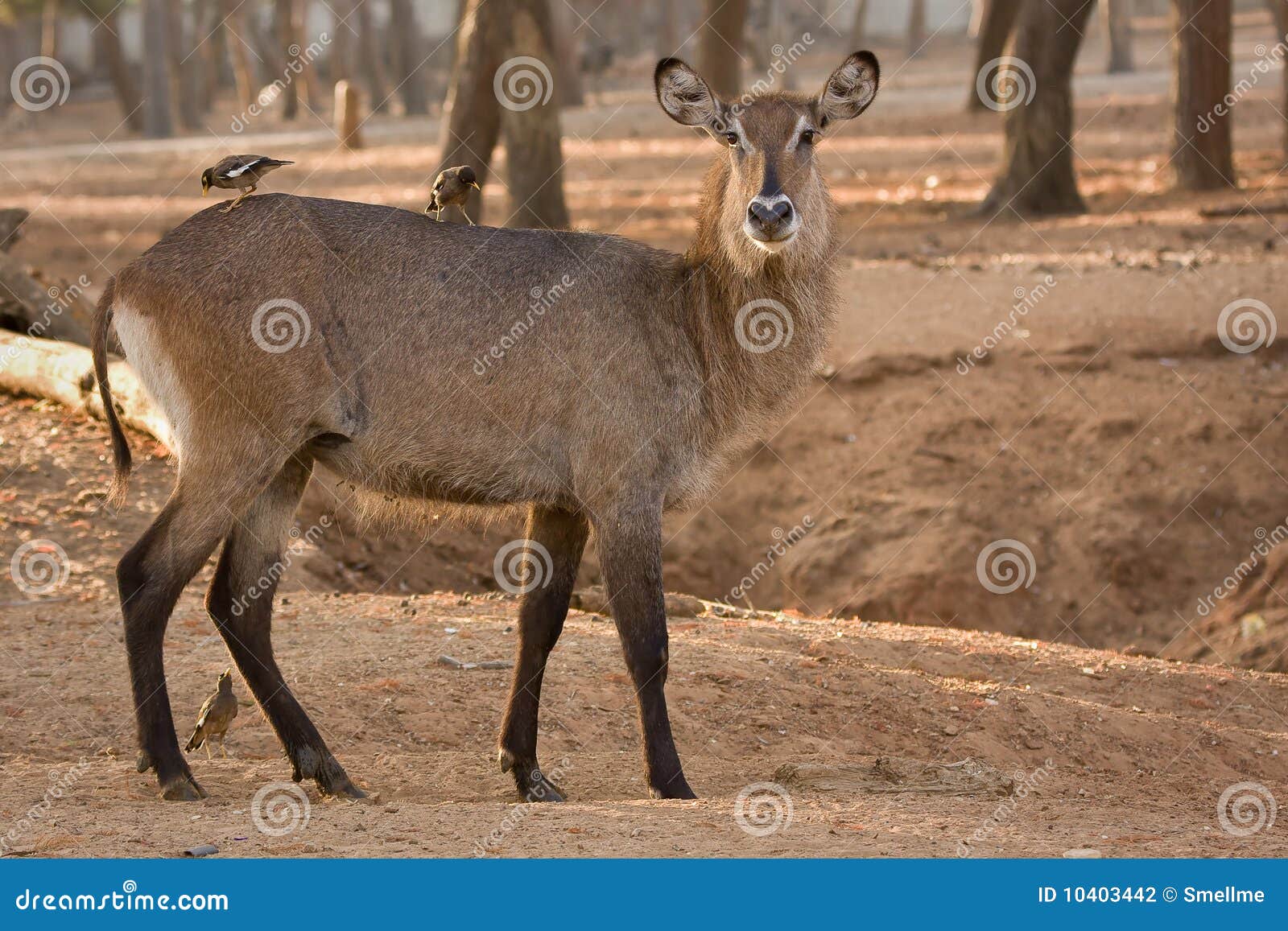 Waterbuck antelope stock photo. Image of horn, face, nature - 10403442