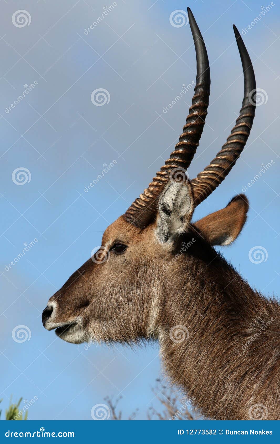Waterbuck Antelope stock photo. Image of bull, reserve - 12773582