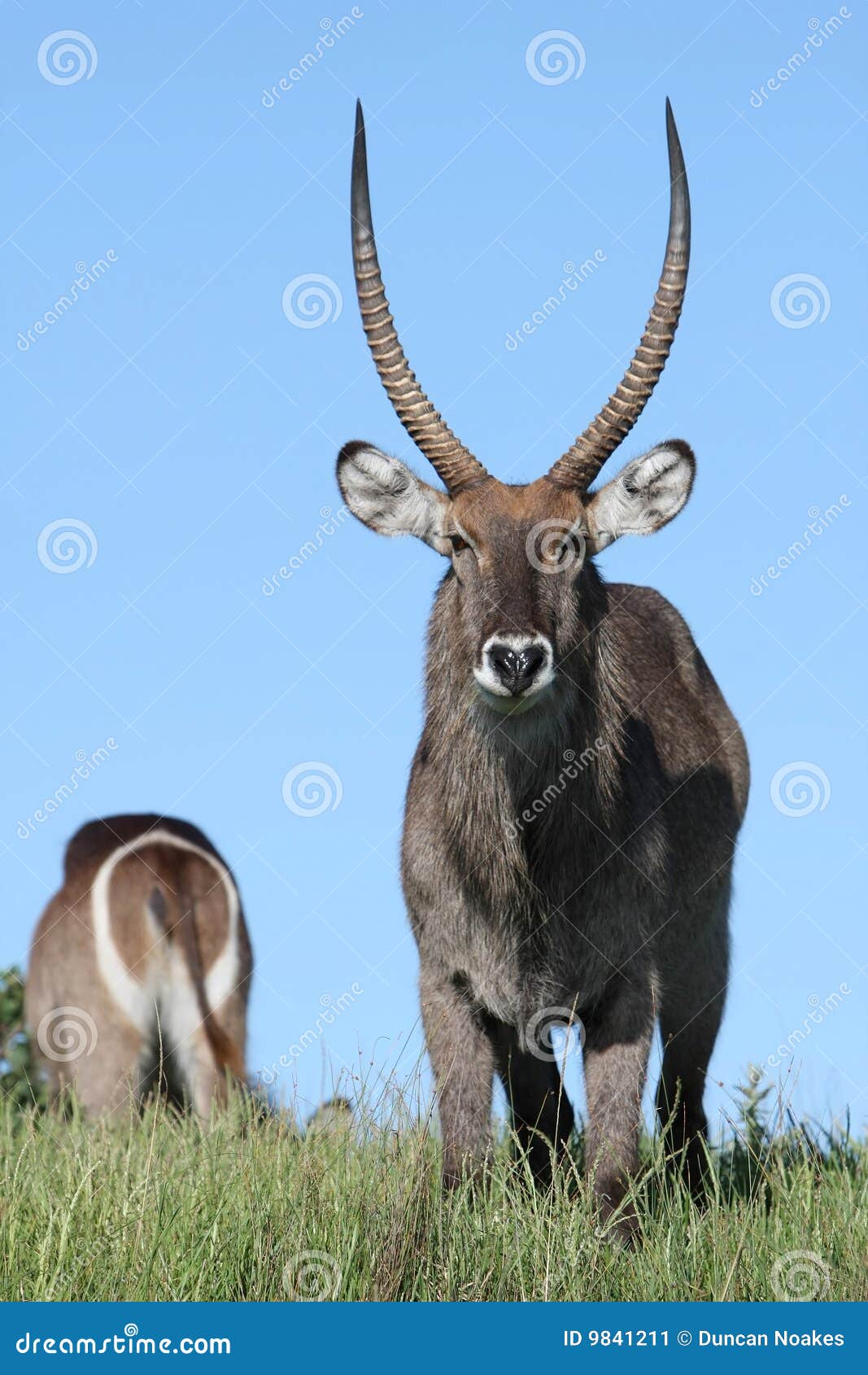 Waterbuck Antelope stock image. Image of horns, bull, natural - 9841211