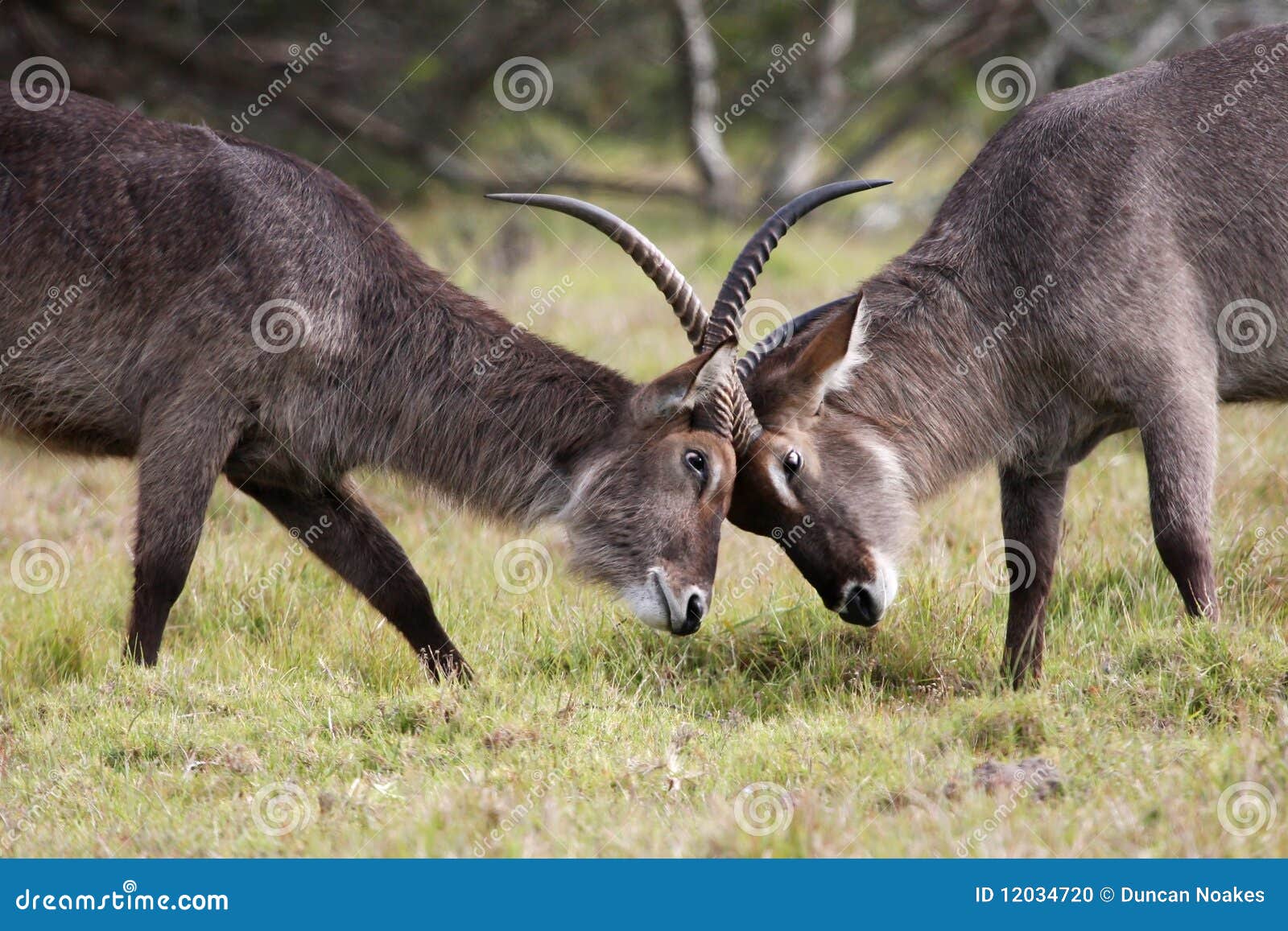 Waterbuck Antelope Fight stock photo. Image of fight - 12034720