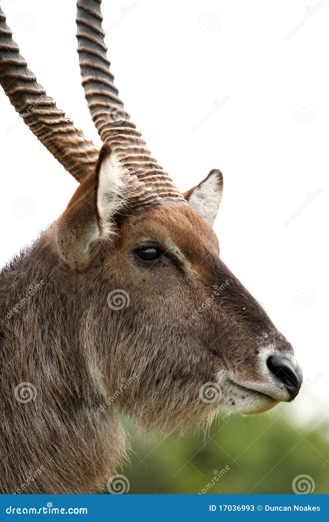 Waterbuck Antelope Portrait Stock Image - Image of south, animal: 17036993