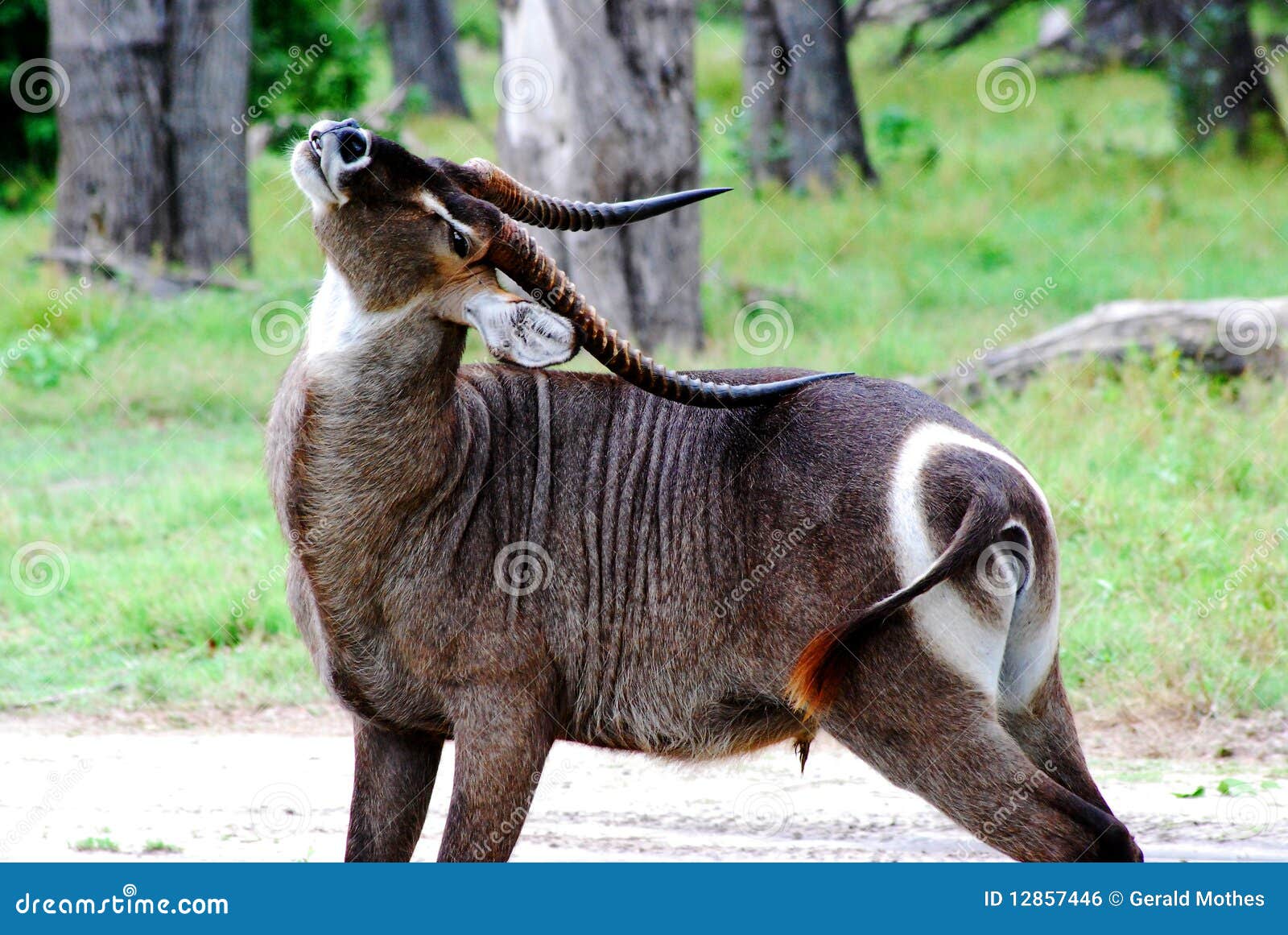 Waterbuck Backscratch Stock Photos - Free & Royalty-Free Stock Photos ...