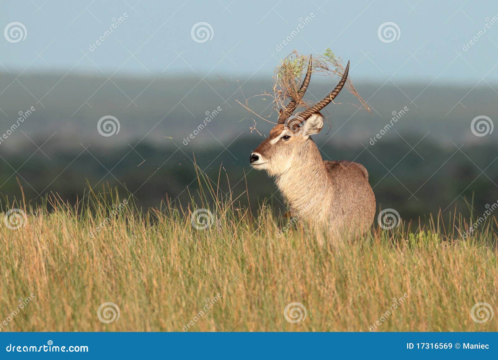 Waterbuck Bull stock image. Image of vidal, africa, bull - 17316569