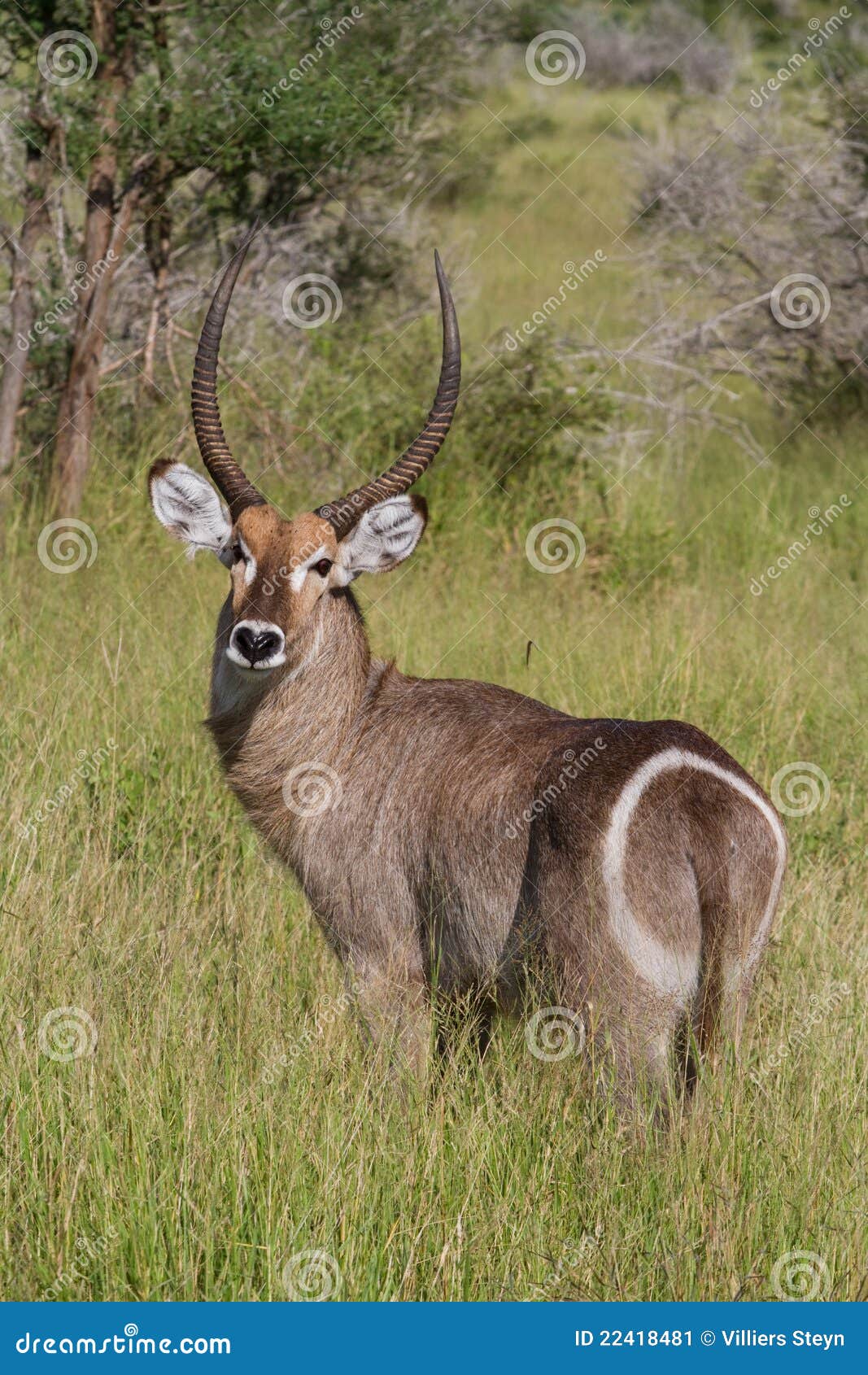 Waterbuck bull stock image. Image of adult, safari, looking - 22418481