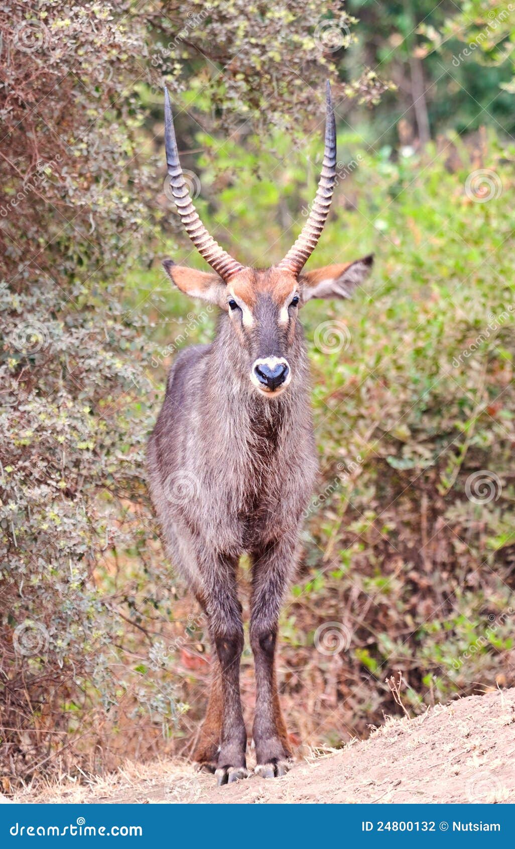Waterbuck bull stock photo. Image of sight, africa, gazelle - 24800132