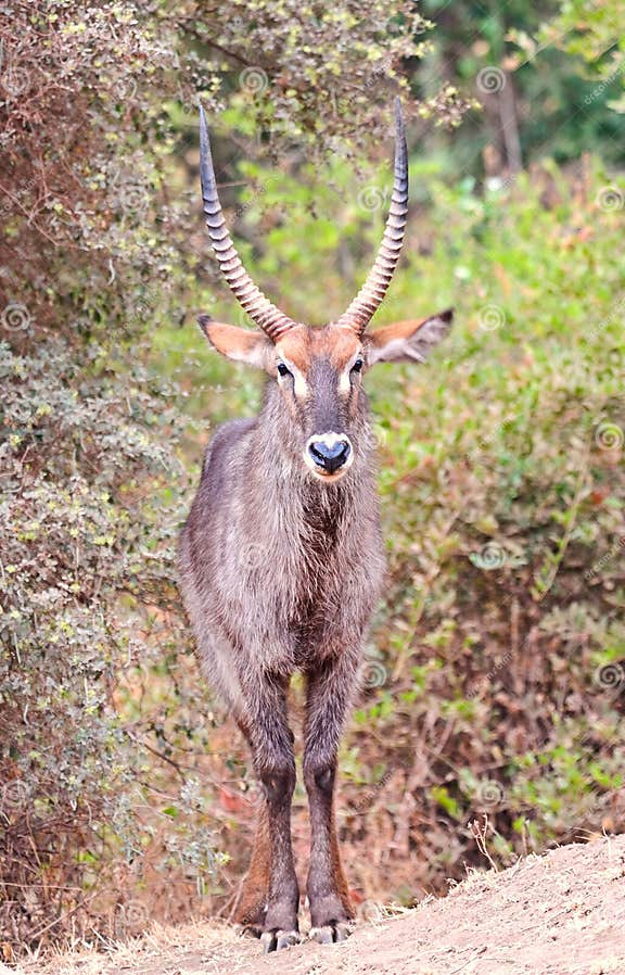 Waterbuck bull stock photo. Image of sight, africa, gazelle - 24800132