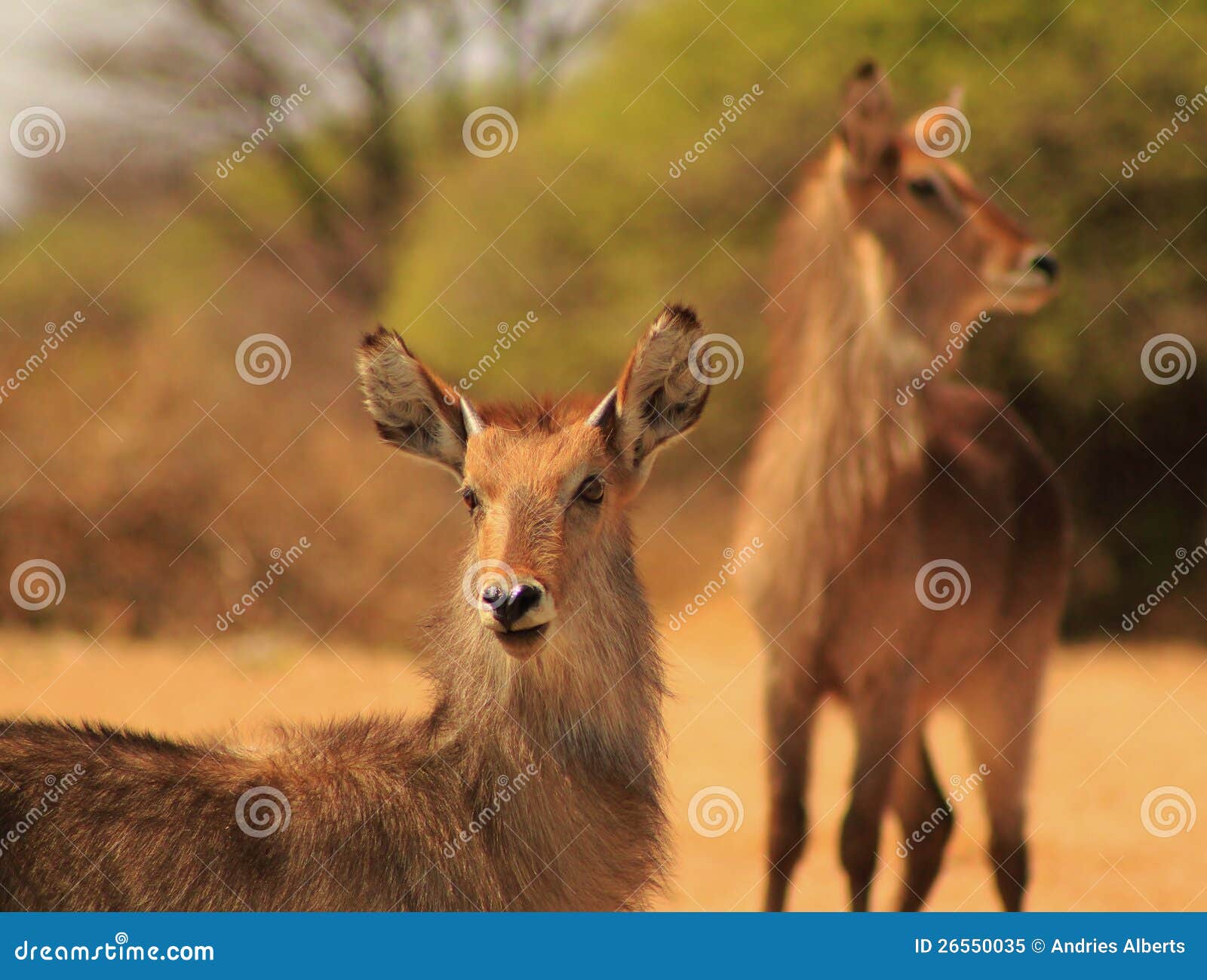 Waterbuck Bull - Little Devil Look-alike 2 Stock Image - Image of ...