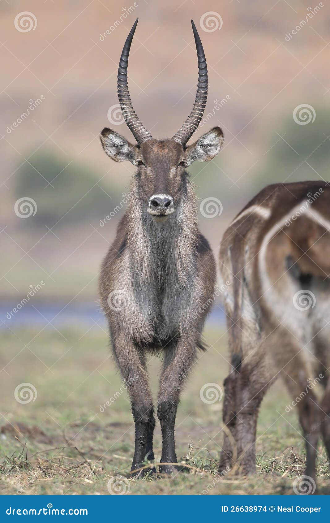 Waterbuck Bull Watching Photographer Stock Photo - Image of rear, meat ...