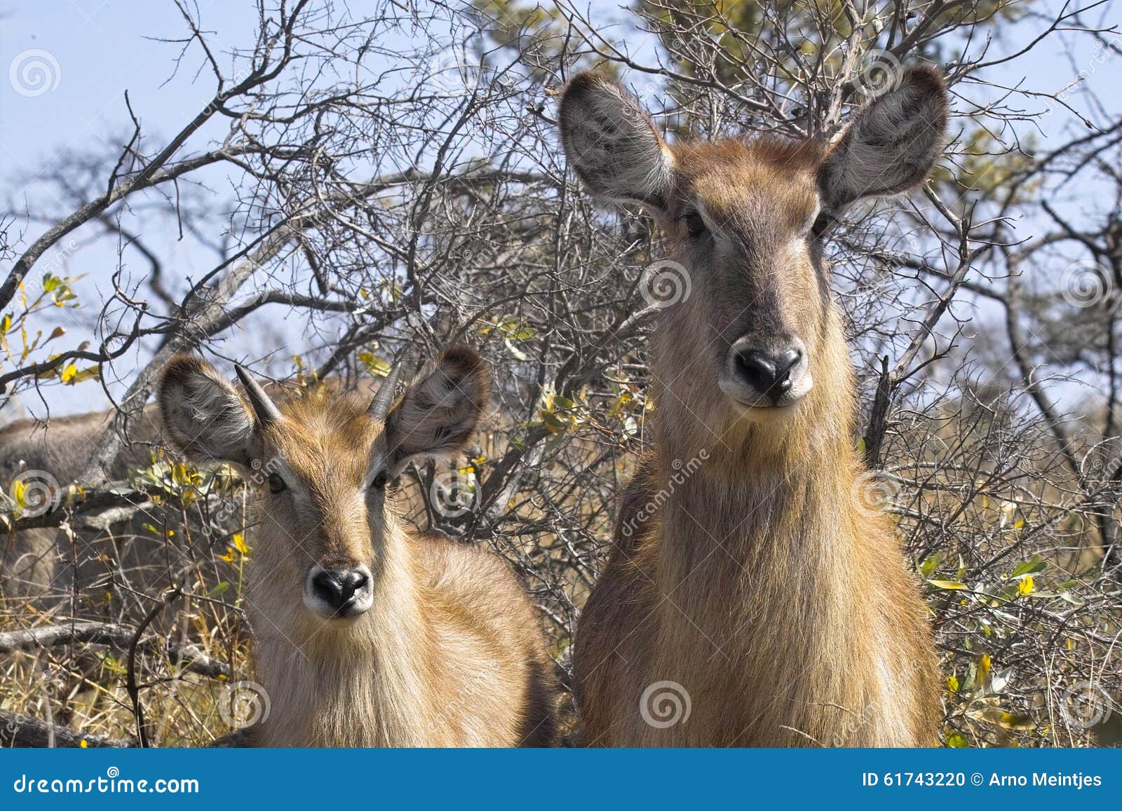 Waterbuck (ellipsiprymnus Do Kobus) Foto de Stock - Imagem de animal ...