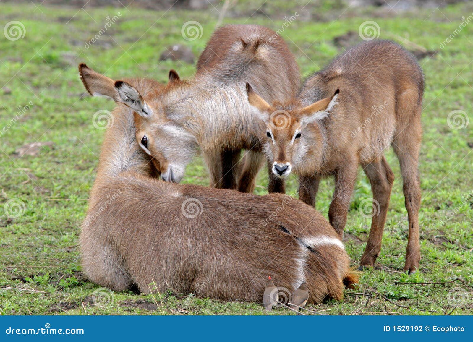 Waterbuck family stock photo. Image of natural, africa - 1529192