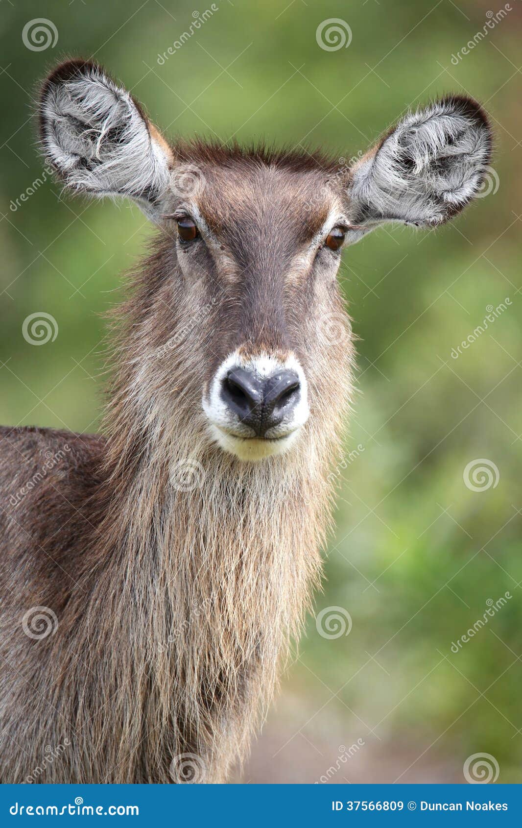 Waterbuck Female stock image. Image of ears, female, large - 37566809