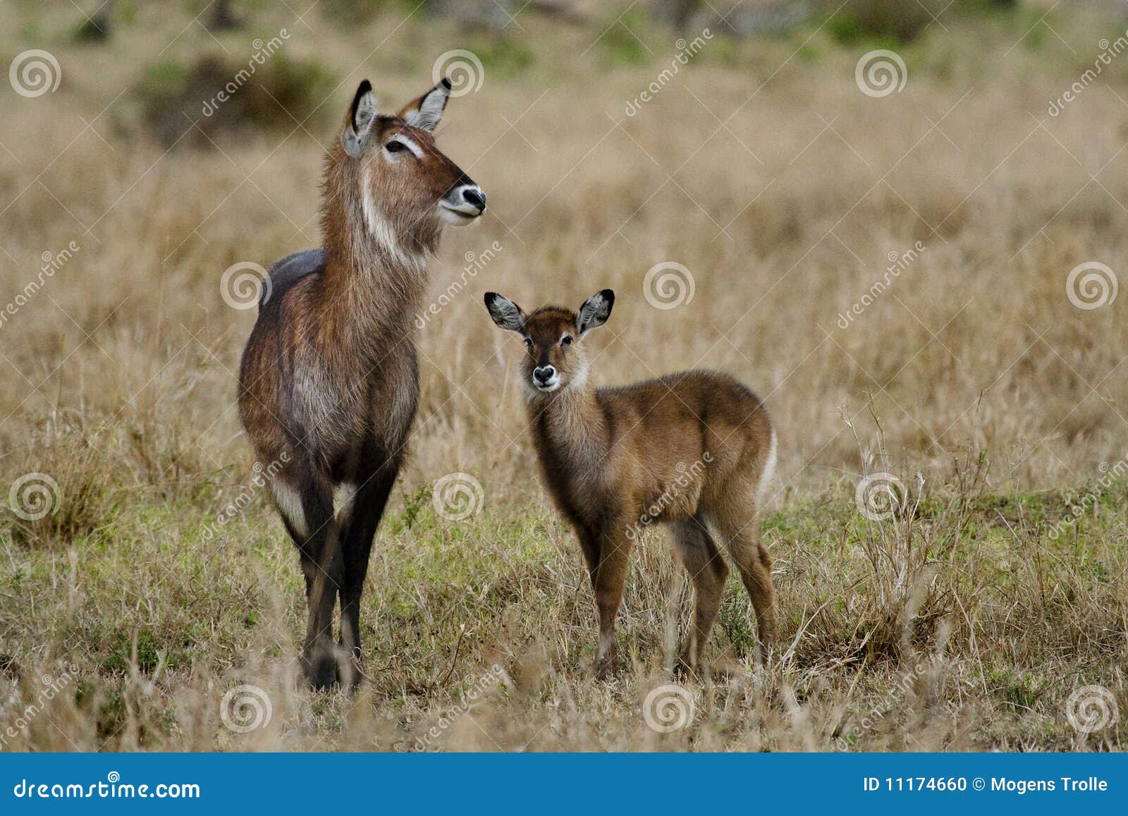 Waterbuck Female with Young, Masai Mara Stock Photo - Image of antelope ...