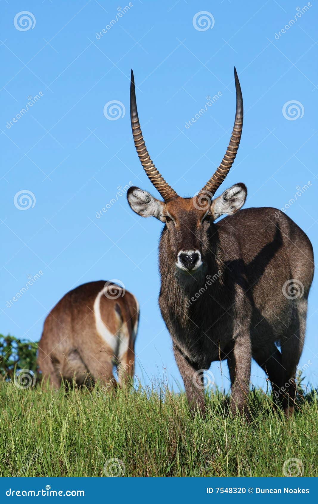 Waterbuck Front and Rear stock photo. Image of mammal - 7548320